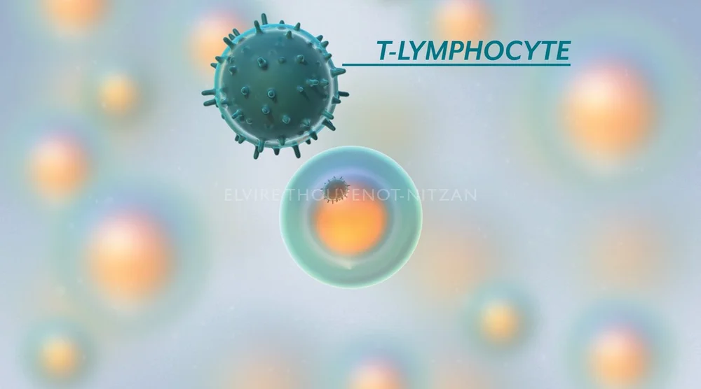 What Is Apoptosis An Educational 3d Animation Elvire Thouvenot