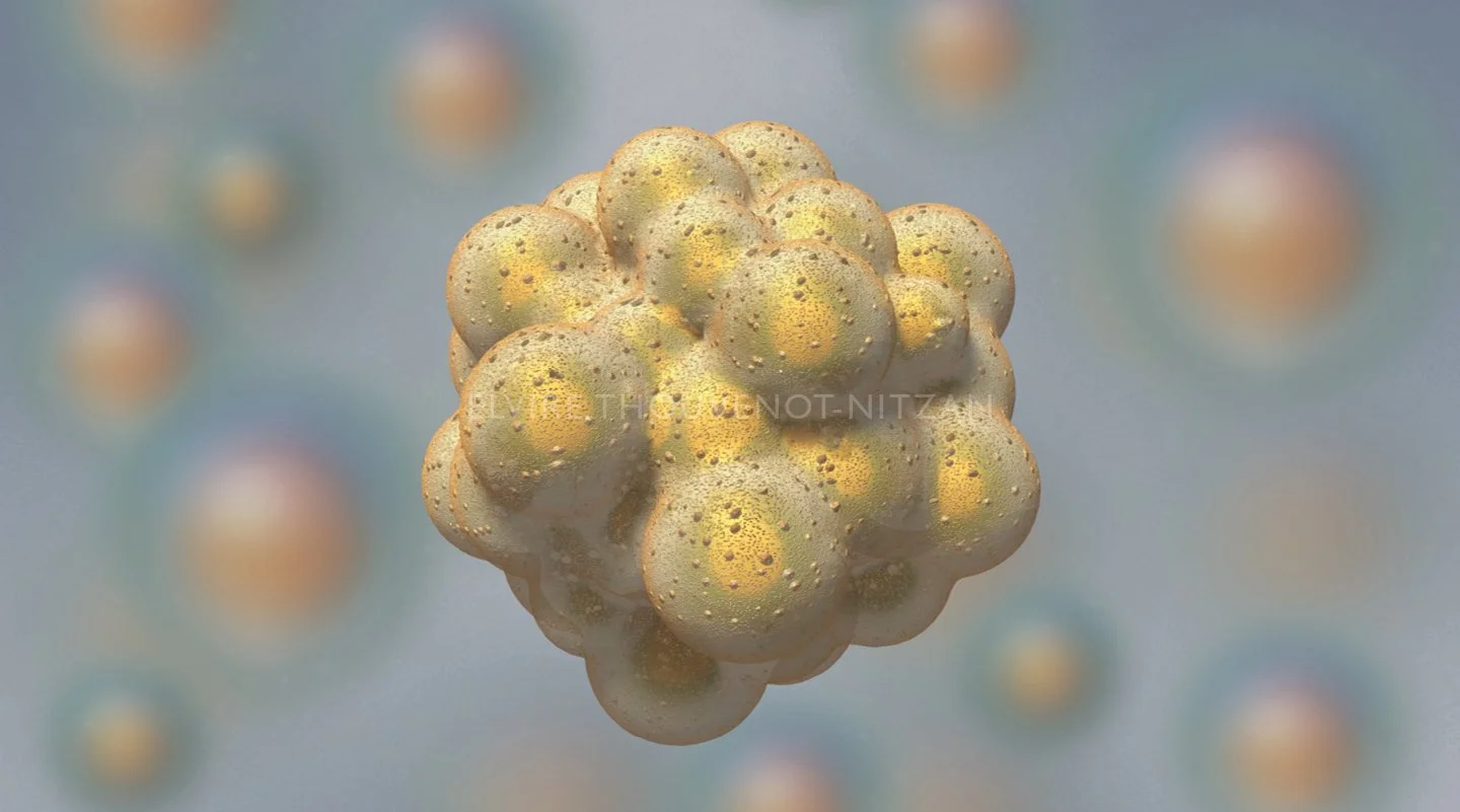 What is Apoptosis? An Educational 3D Animation — ELVIRE THOUVENOT