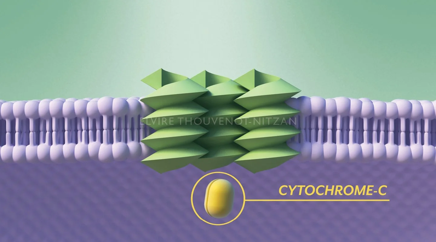What Is Apoptosis An Educational 3d Animation Elvire Thouvenot