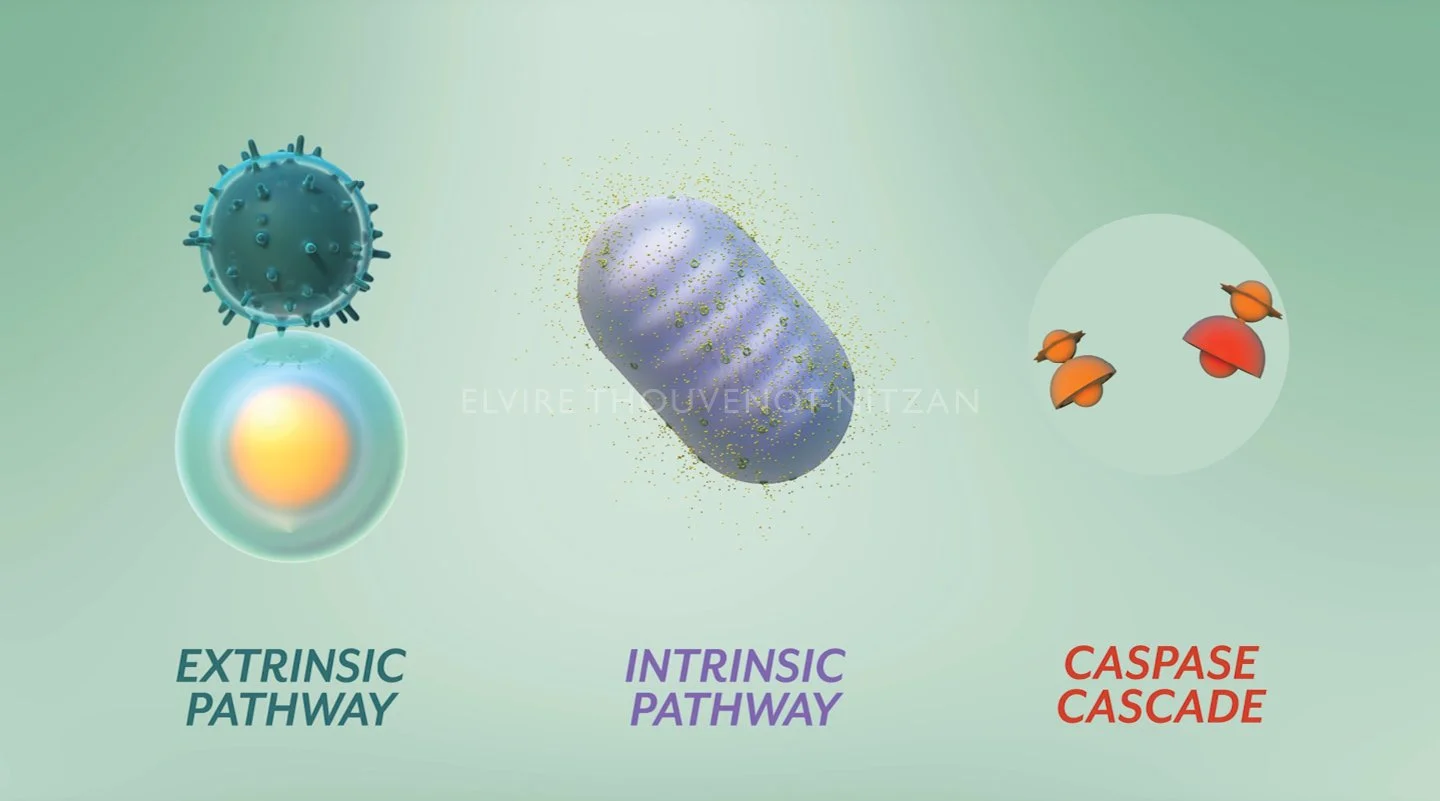 What is Apoptosis? An Educational 3D Animation — ELVIRE THOUVENOT