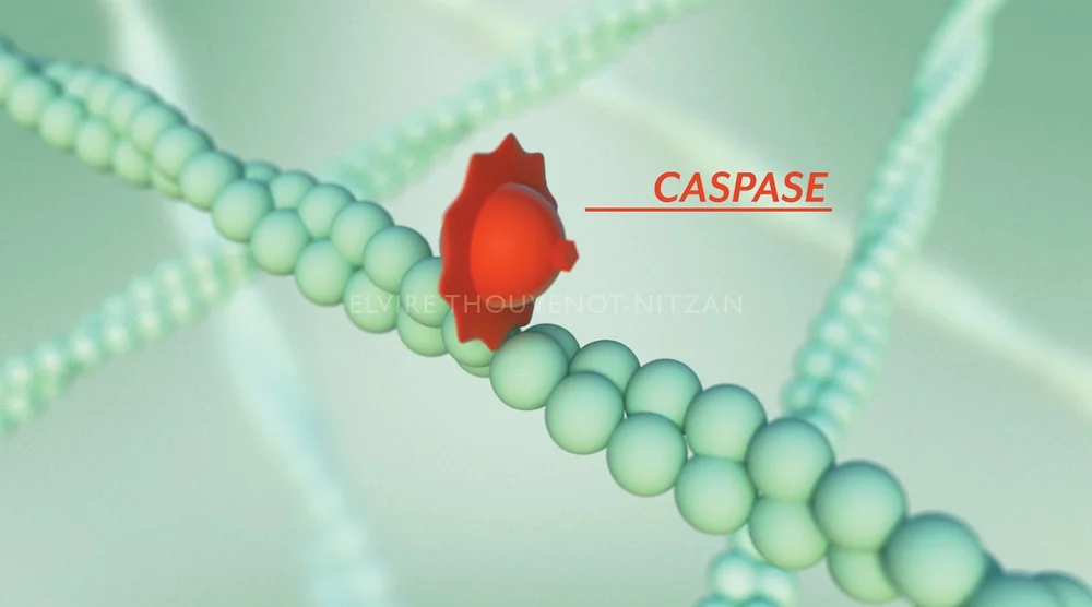 What Is Apoptosis An Educational 3d Animation Elvire Thouvenot