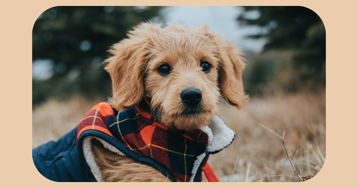 Puppy socialization checklist — Benevolent Beasts | Dog Training ...