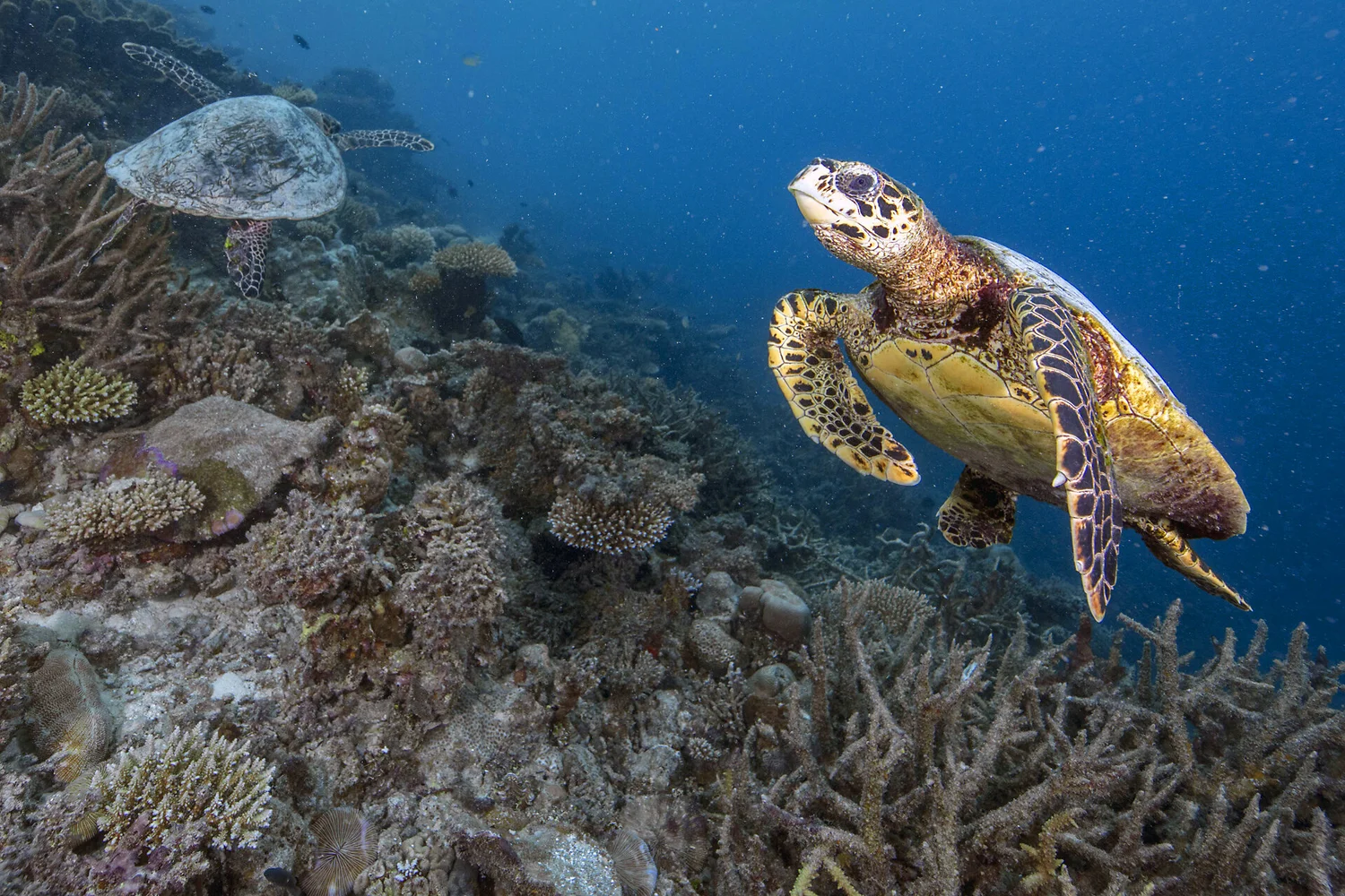IUCN-SSC Marine Turtle Specialist Group