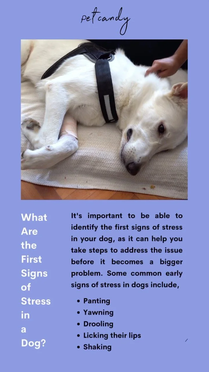 Pet Candy - Your destination for pet news and expert pet care advice