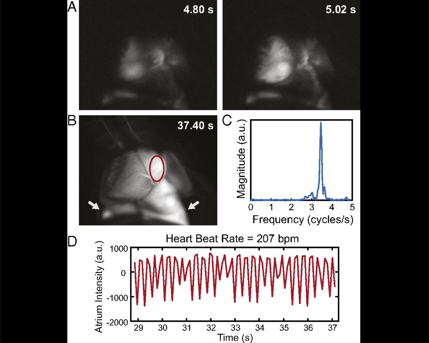 Biological Imaging — Bawendi Group