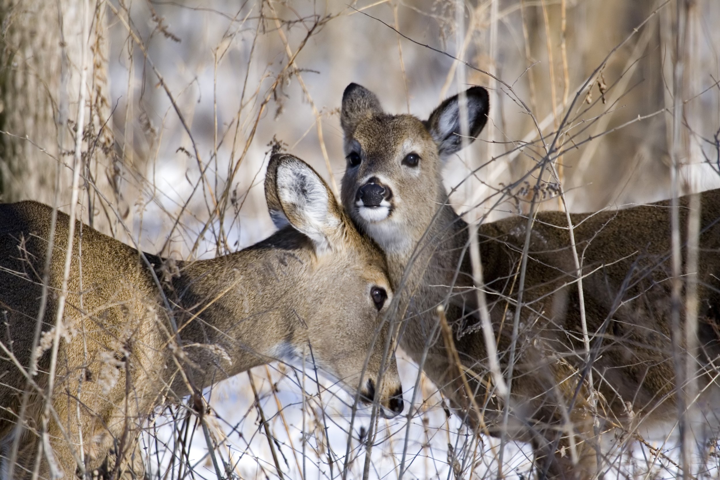 Humane World for Animals Resources — Advocates for Michigan Wildlife