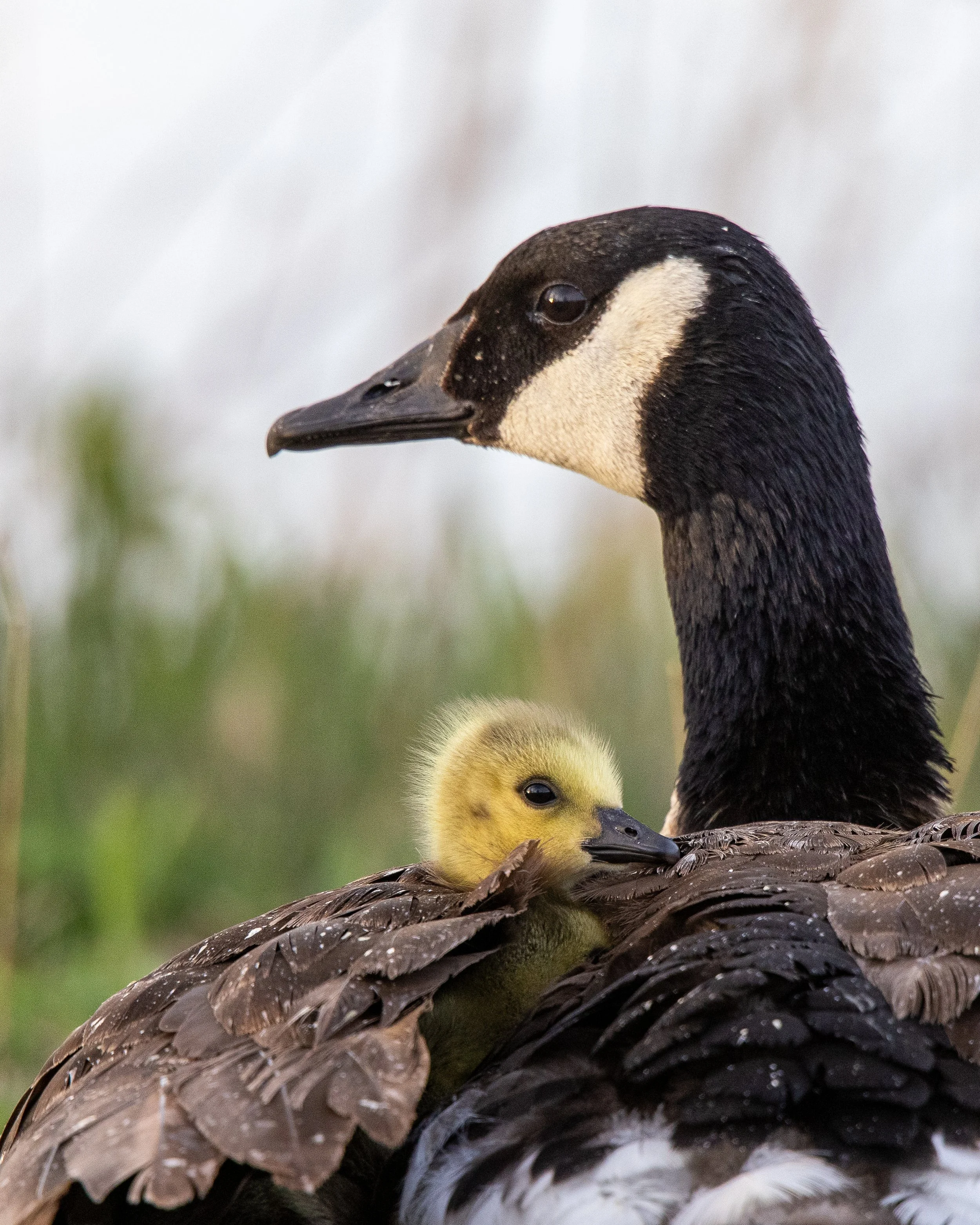 Contact State Officials — Advocates for Michigan Wildlife