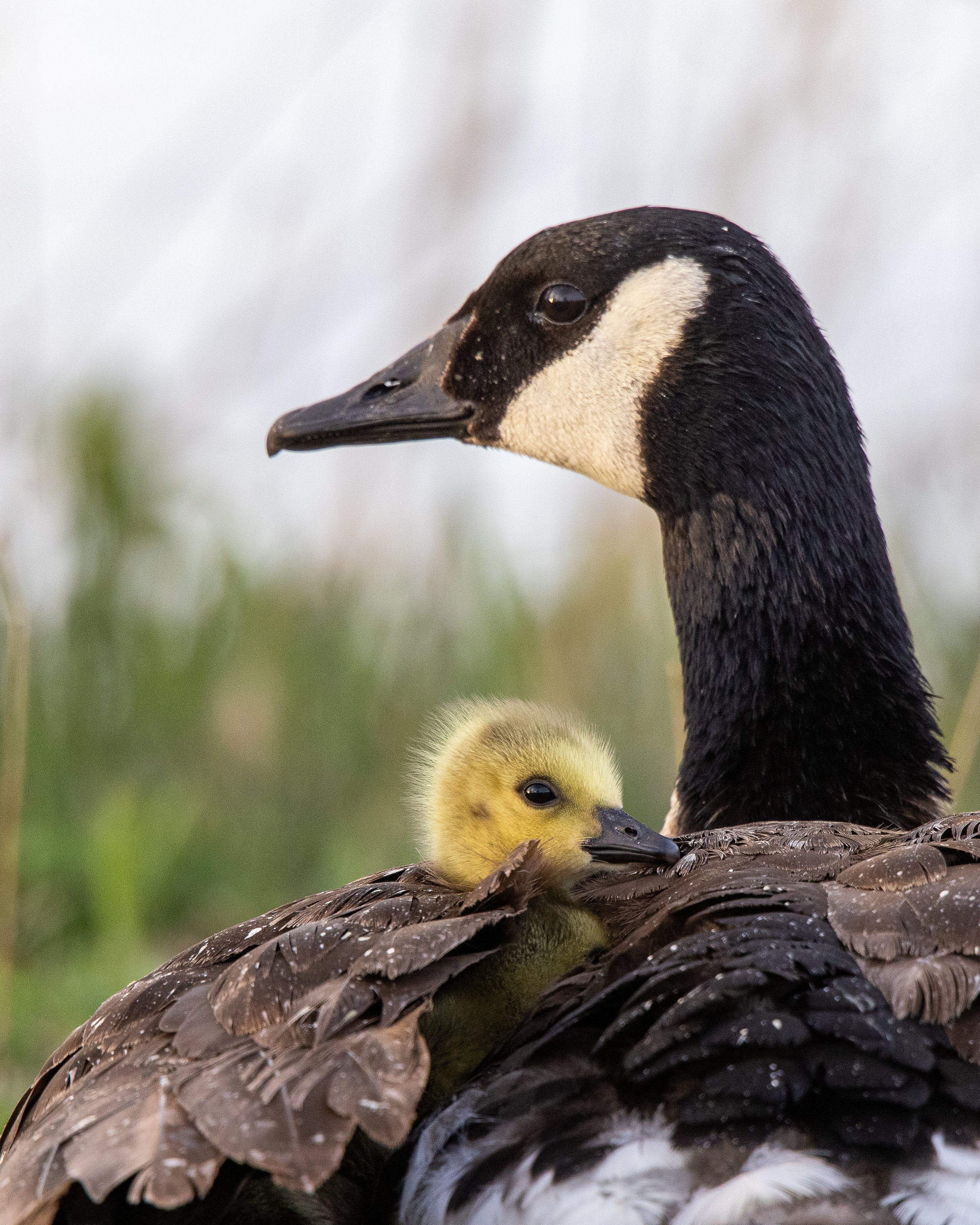 Contact State Officials — Advocates for Michigan Wildlife
