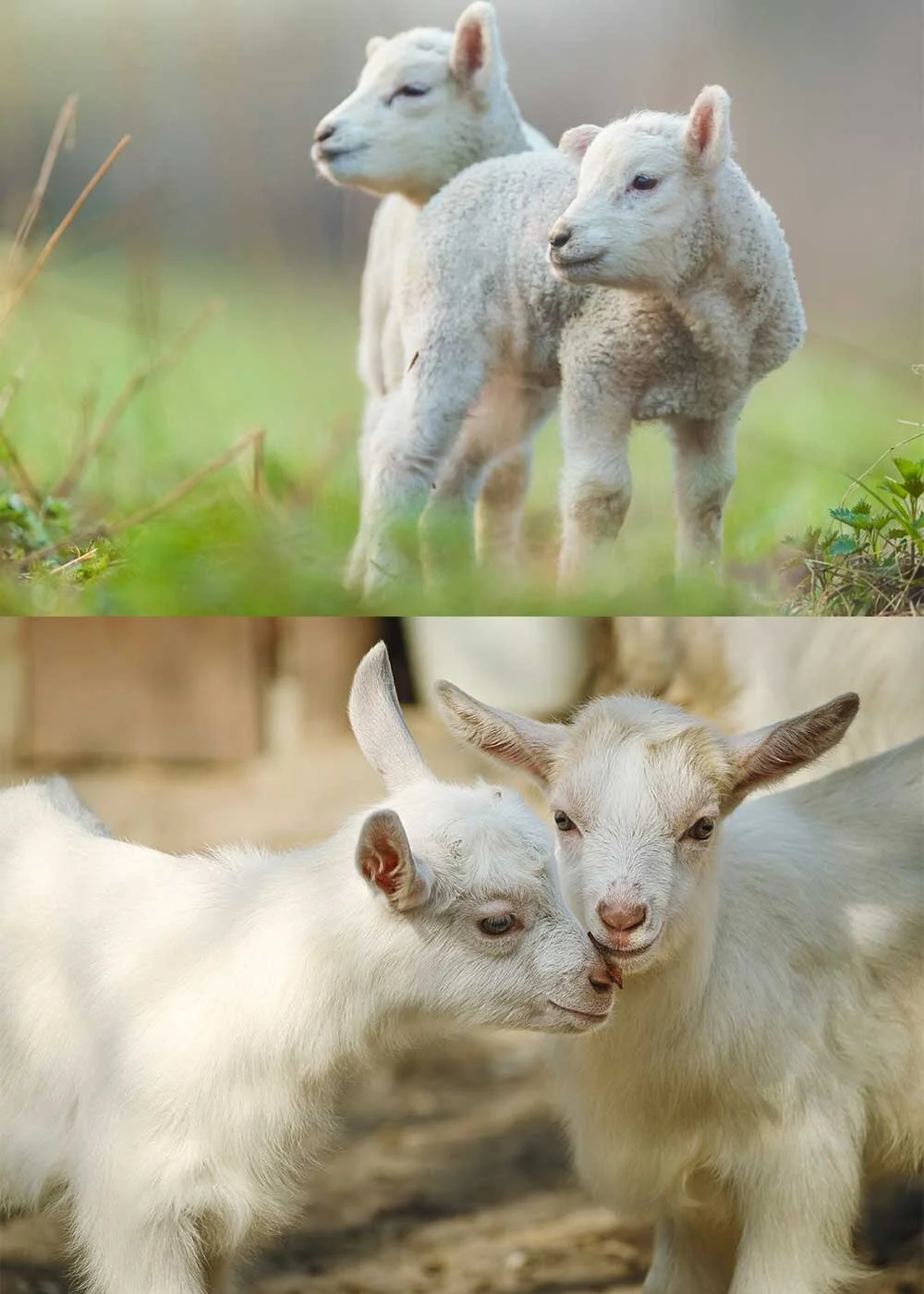 Strauss Feeds - Quality Milk Replacers for Infant Animals