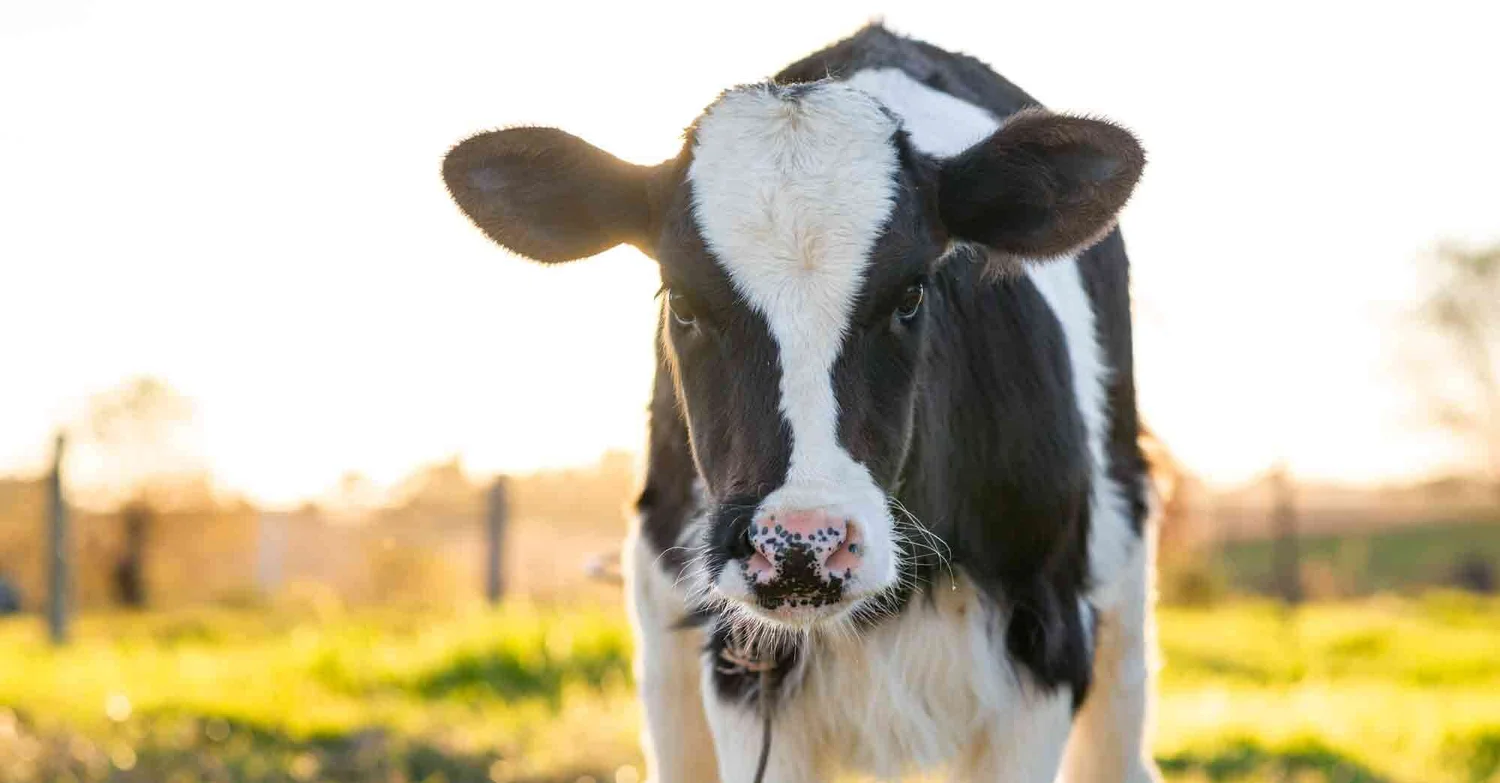 Strauss Feeds - Quality Milk Replacers for Infant Animals