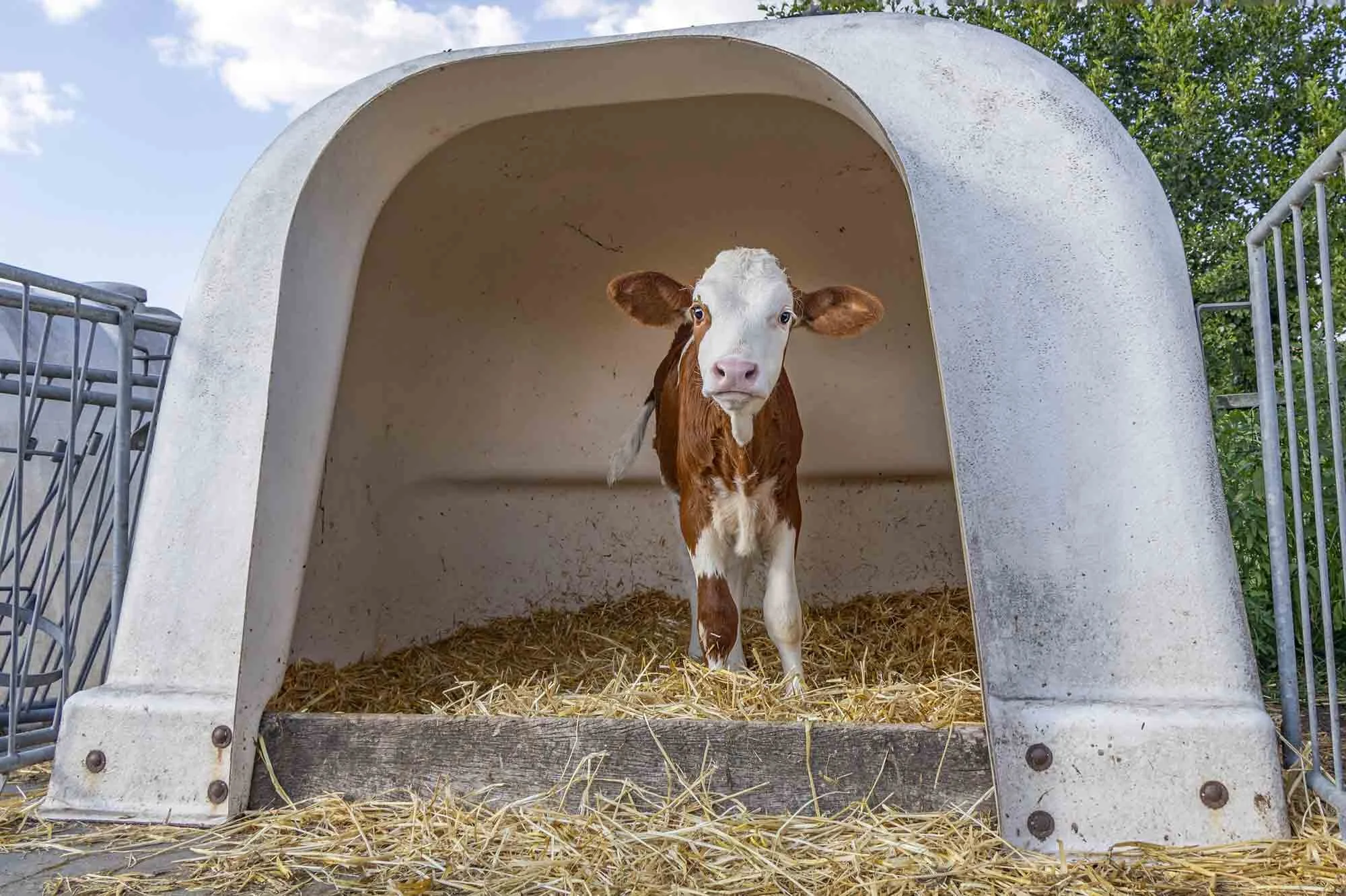 It’s Cool to Help Calves Manage Heat Stress - Strauss Reads