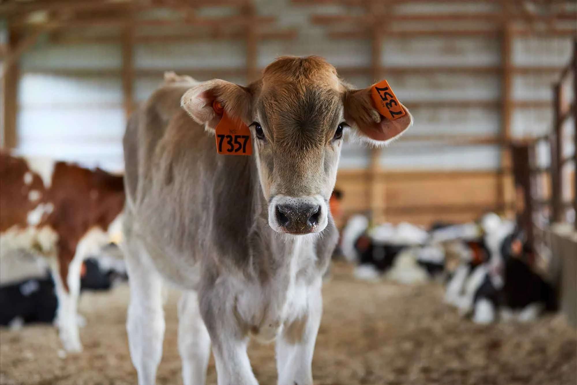 Strauss Feeds - Quality Milk Replacers for Infant Animals