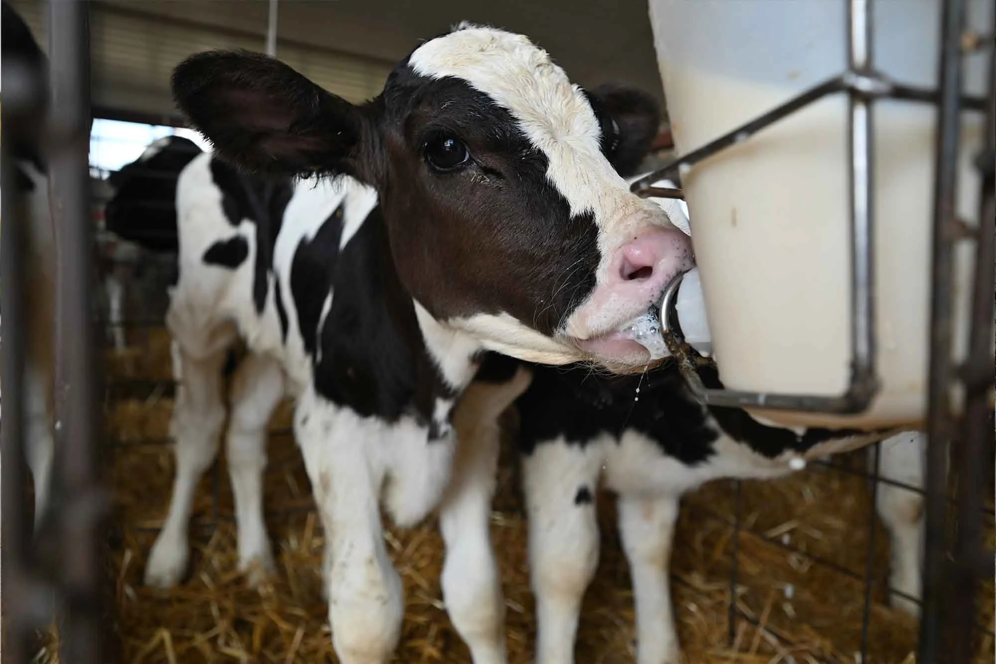 Strauss Feeds - Quality Milk Replacers for Infant Animals