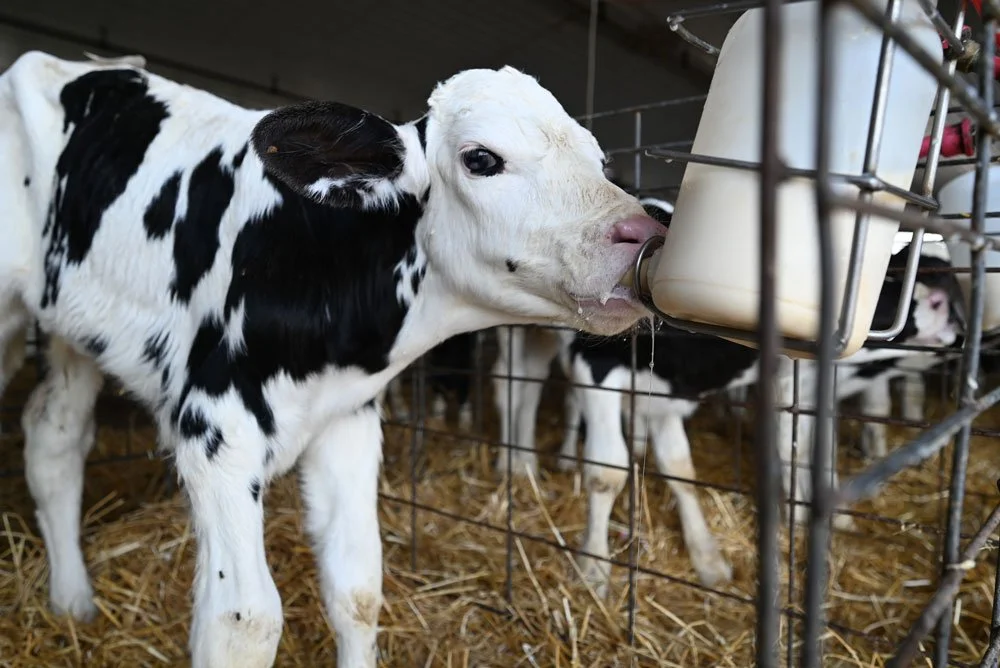 Milk Replacers for Calves
