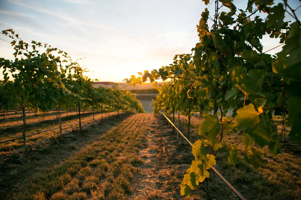 Waterbrook Winery