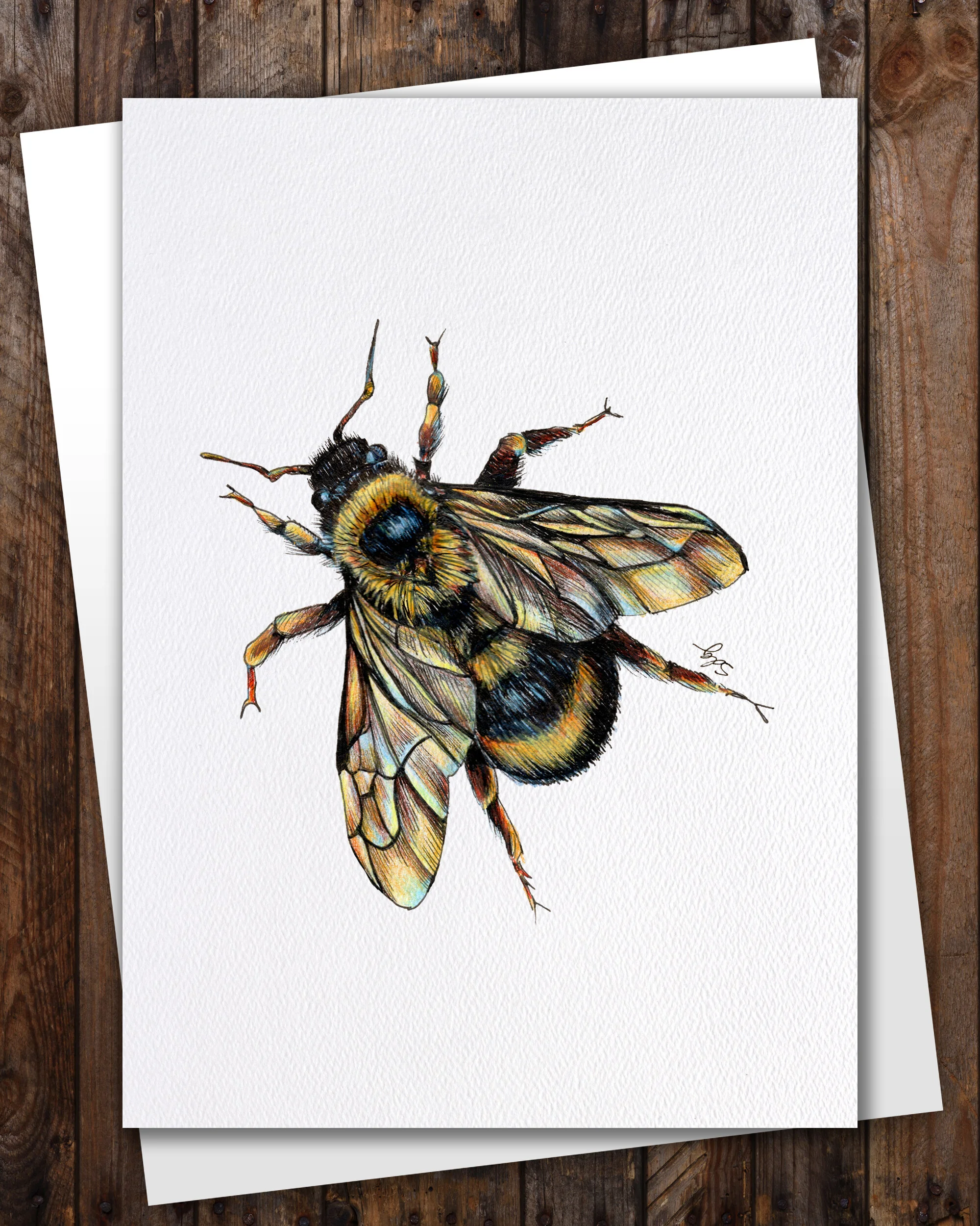 Vintage Bumble Bee Drawing