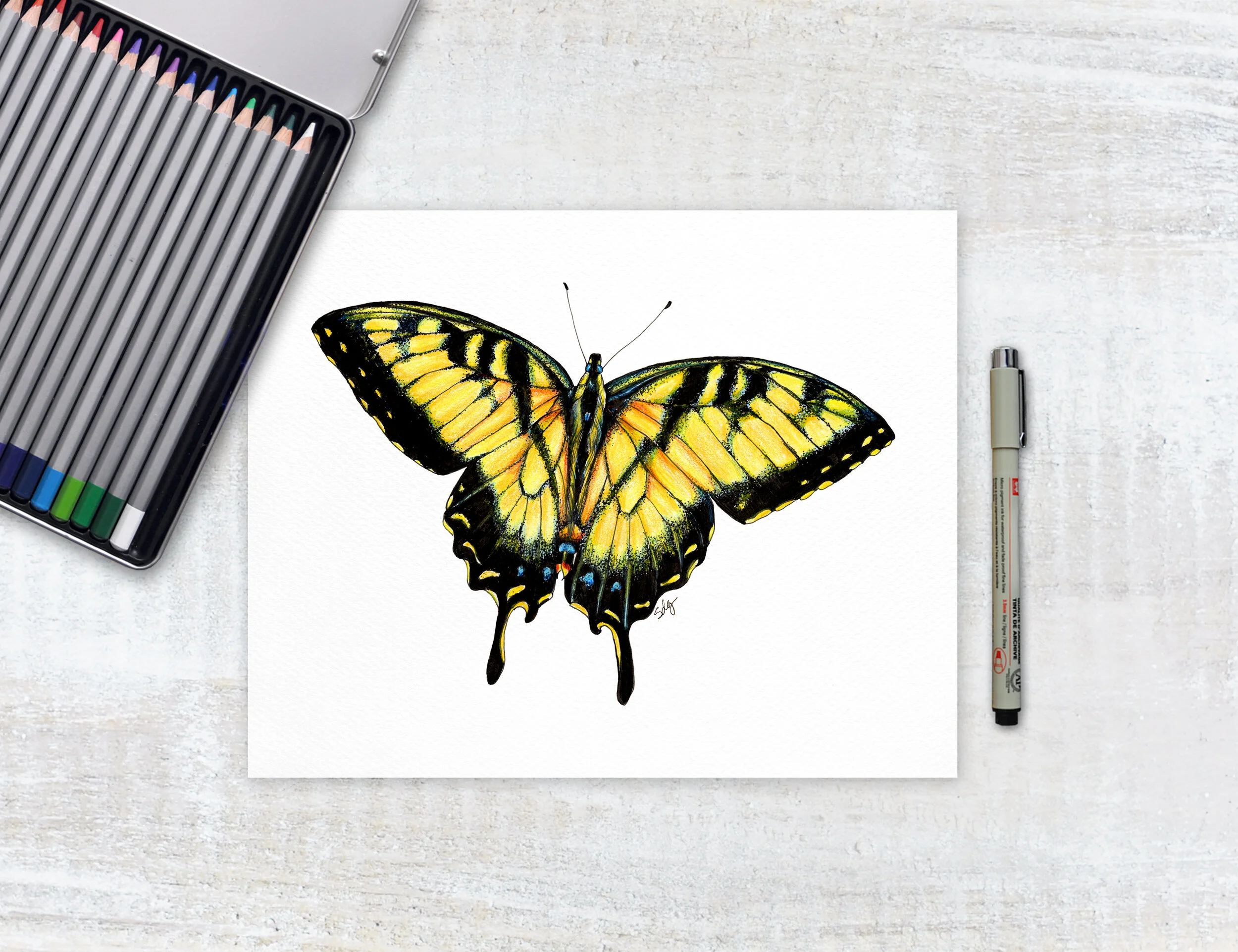 How To Draw A Realistic Butterfly With Colored Pencils Realistic 3D