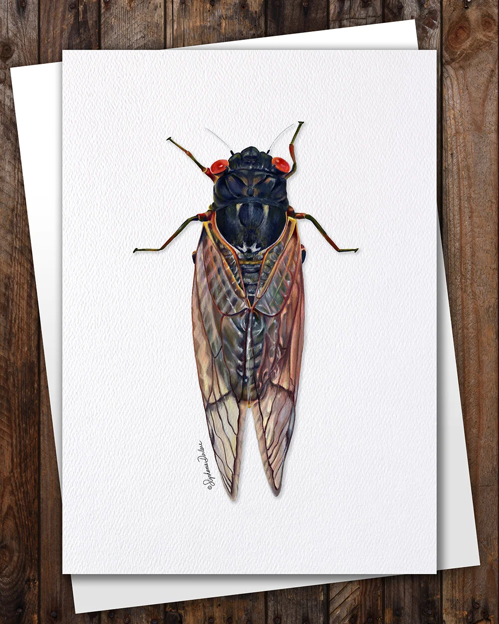 Cicada Scientific Illustration