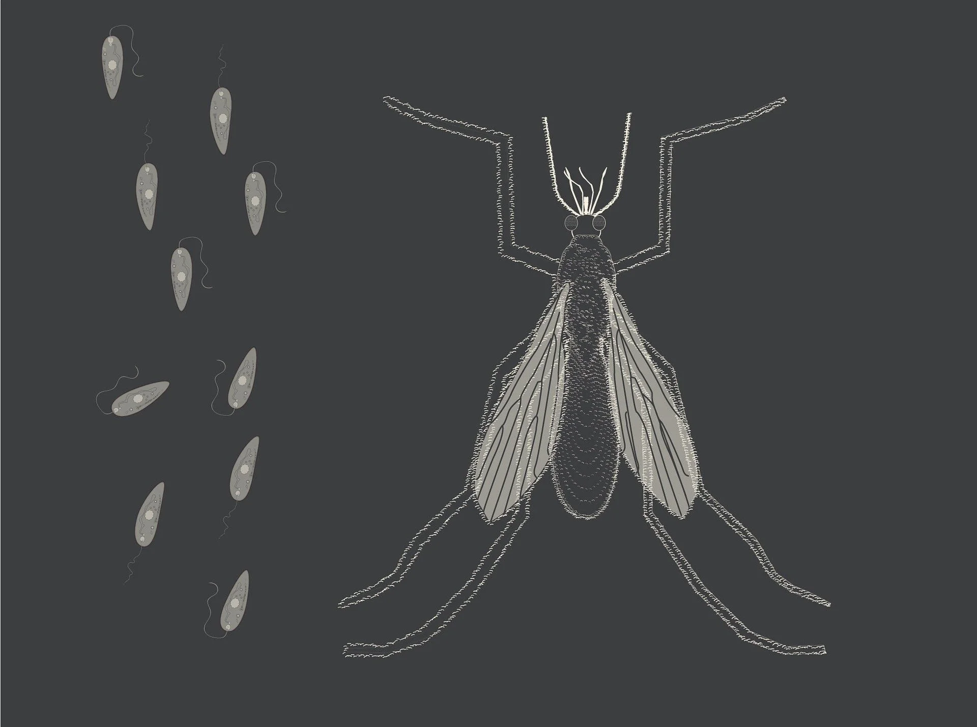 What Is Leishmaniasis (Skin Ulcers Caused by Sand Fly Bites) — Sokörpe