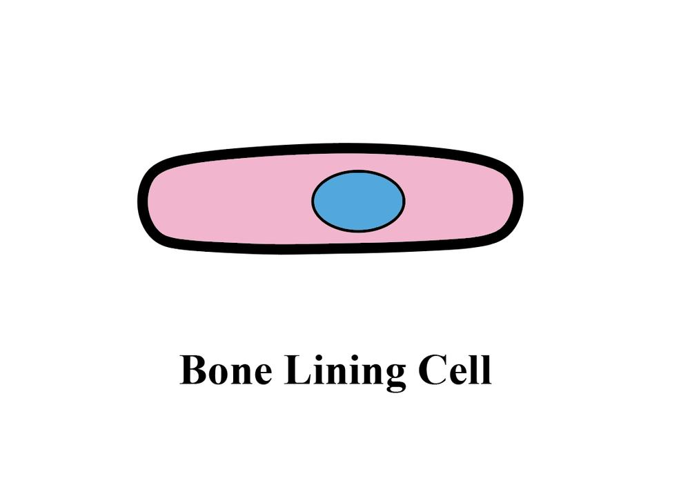 Bone Cell types — The Lewis Lab