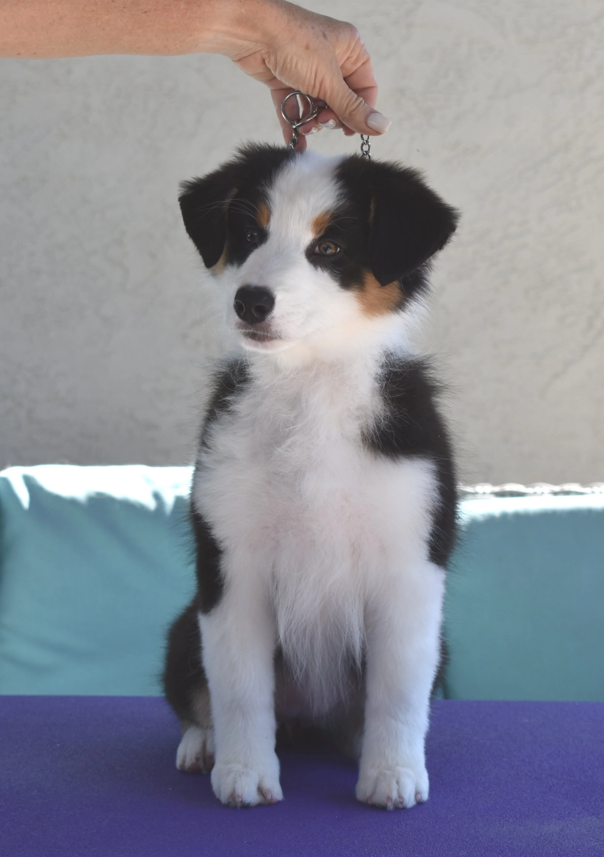 Wiki | Black Tri Male | Available for Stud — Red Forrest Australian Shepherds