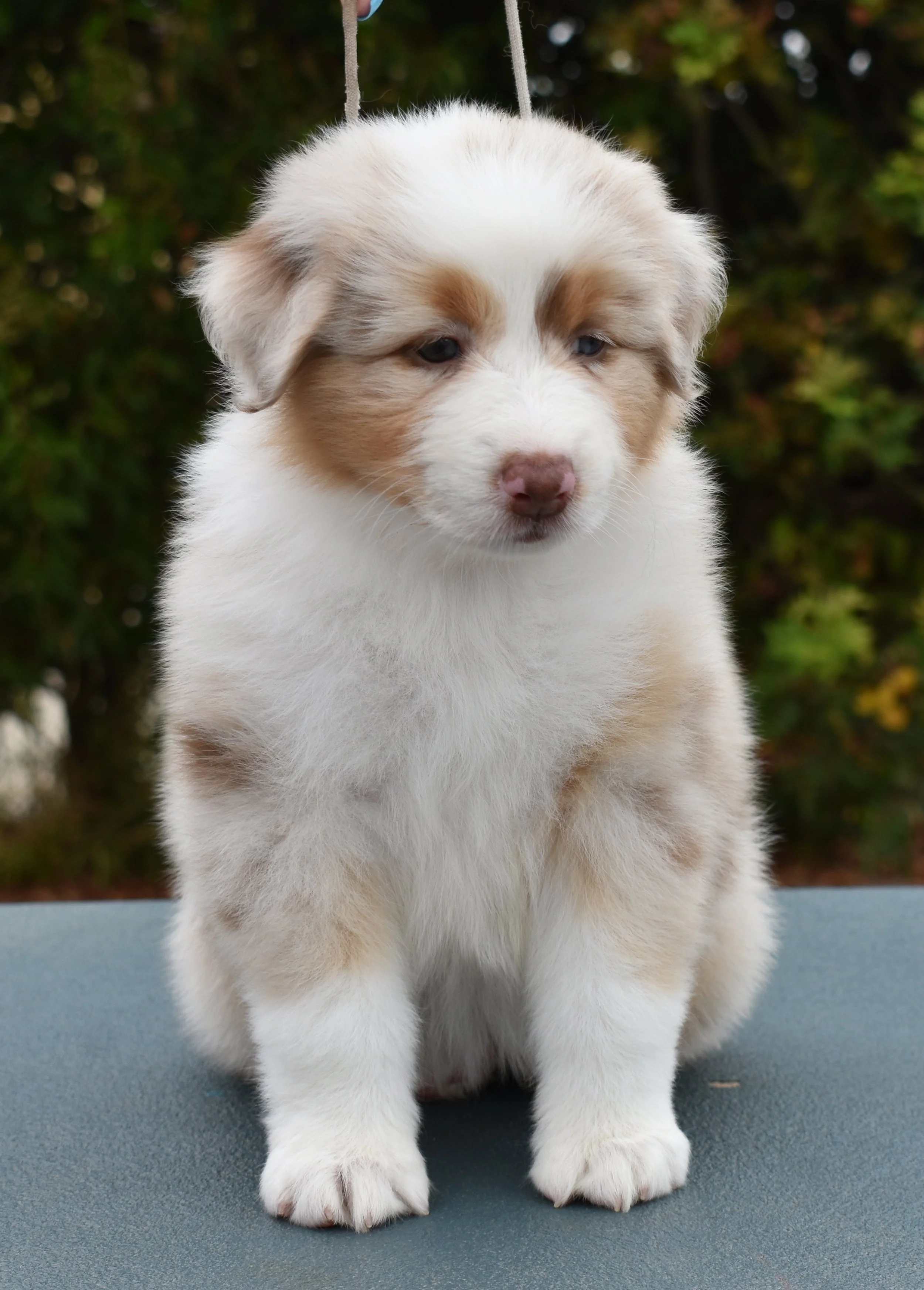 Current Australian Shepherds | Red Forrest Aussies — Red Forrest ...