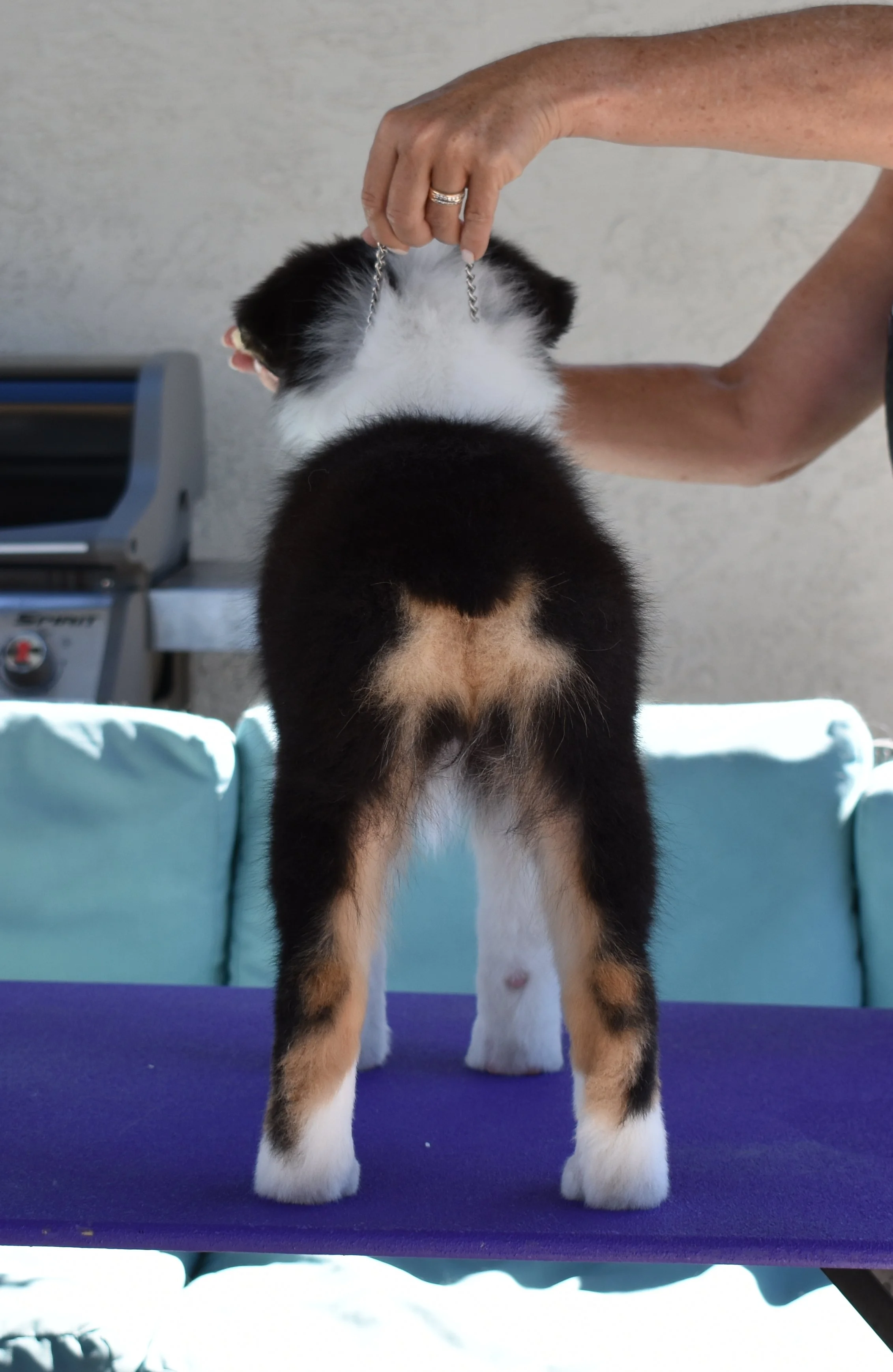 Wiki | Black Tri Male | Available for Stud — Red Forrest Australian Shepherds