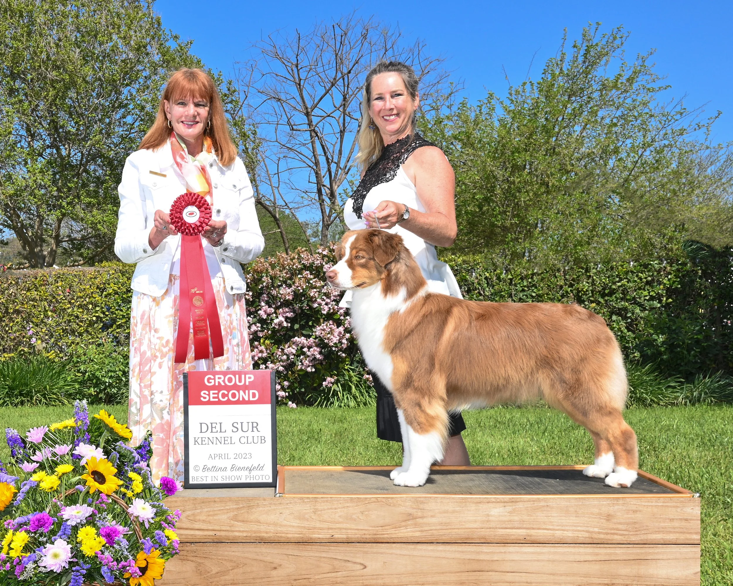 Wiki | Black Tri Male | Available for Stud — Red Forrest Australian ...