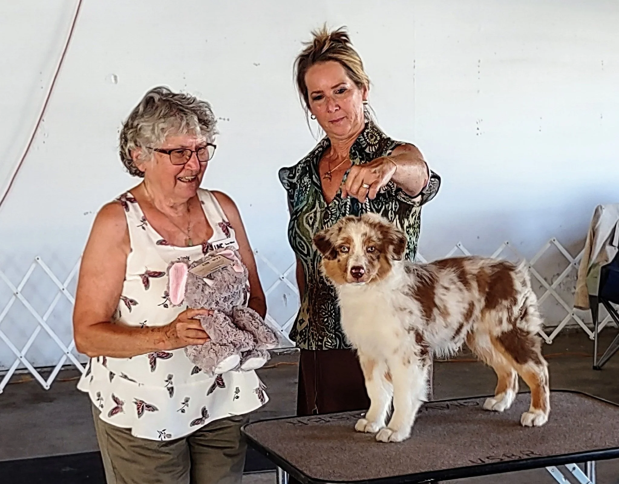 Current Australian Shepherds | Red Forrest Aussies — Red Forrest ...