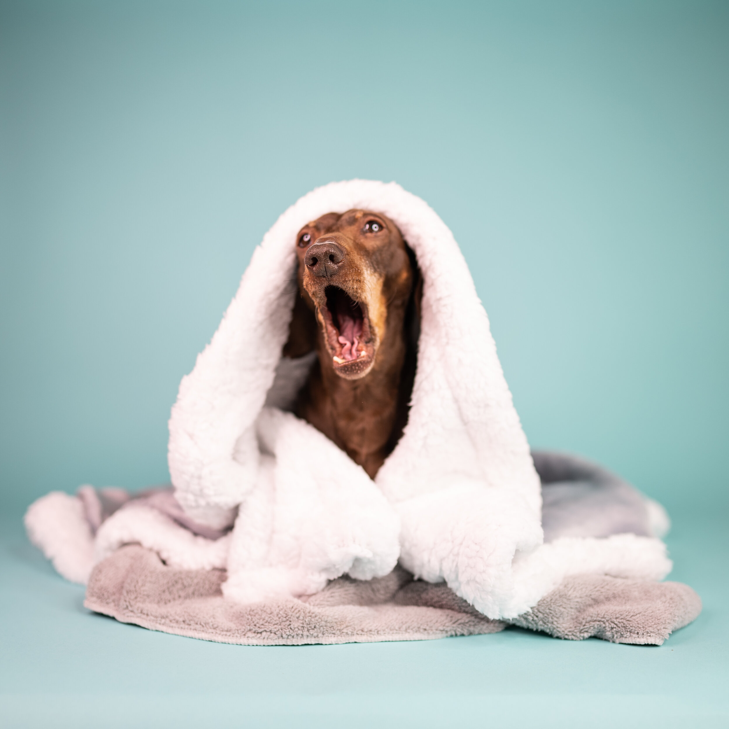 Pet Pavilion - London