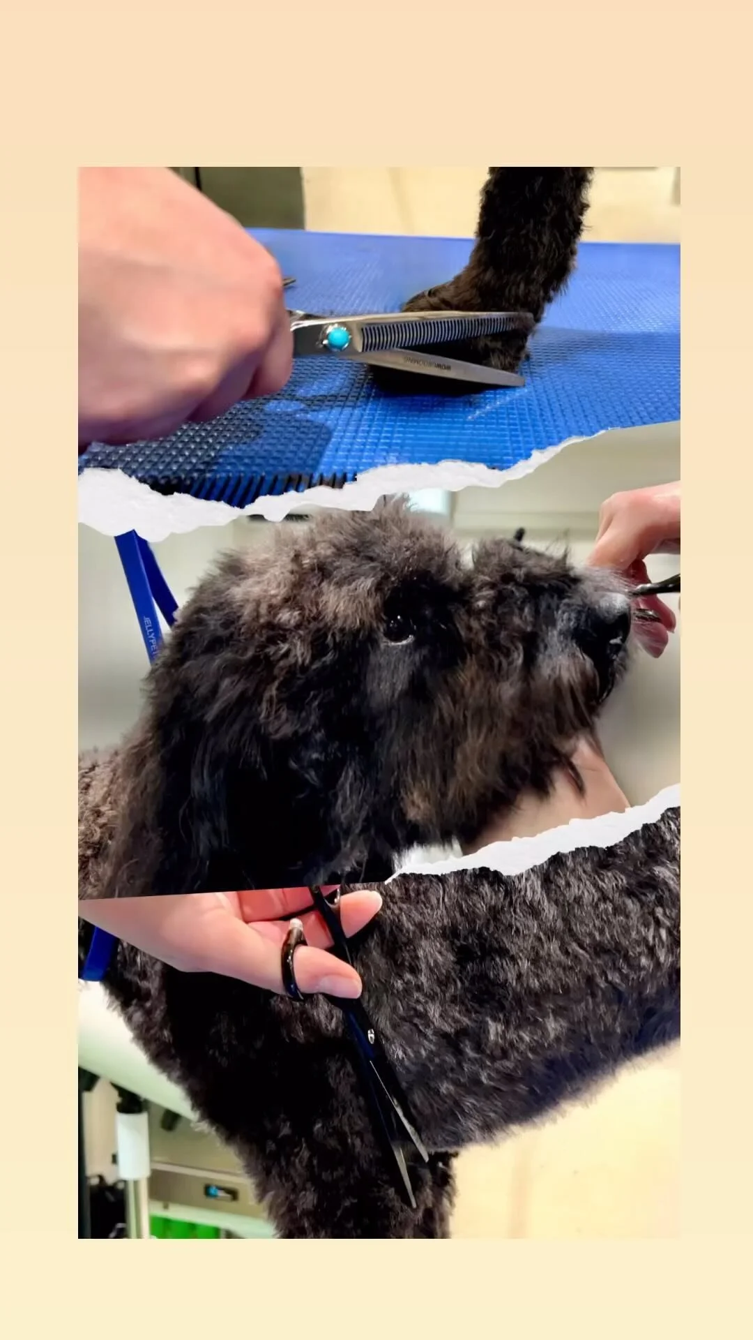 Pet Pavilion - London