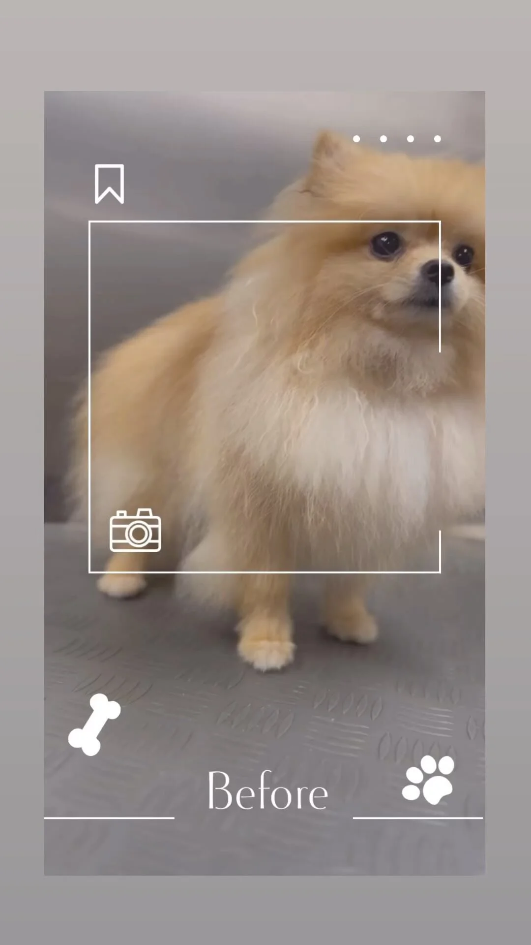 Pet Pavilion - London