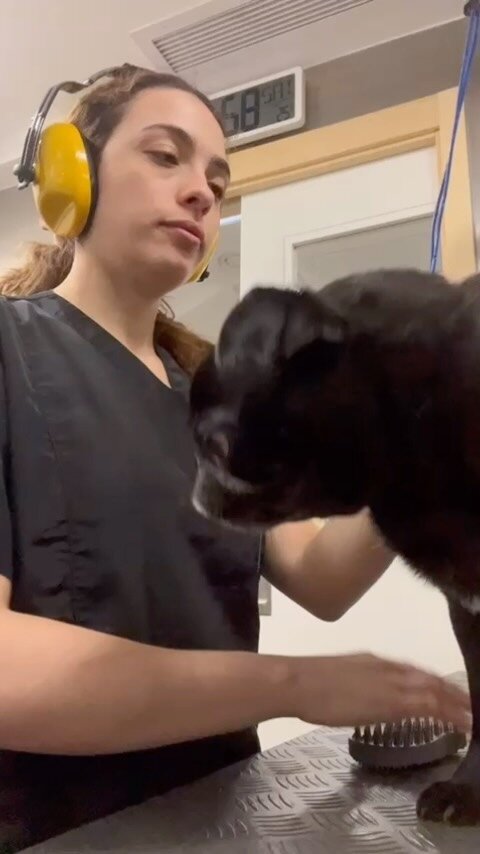 Pet Pavilion - London