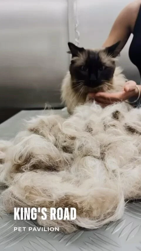 Pet Pavilion - London