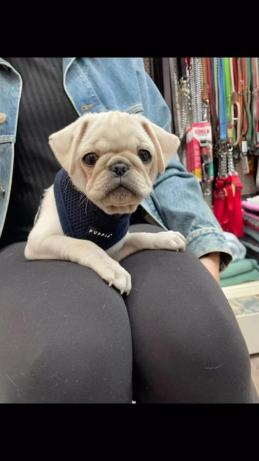 Pet Pavilion - London