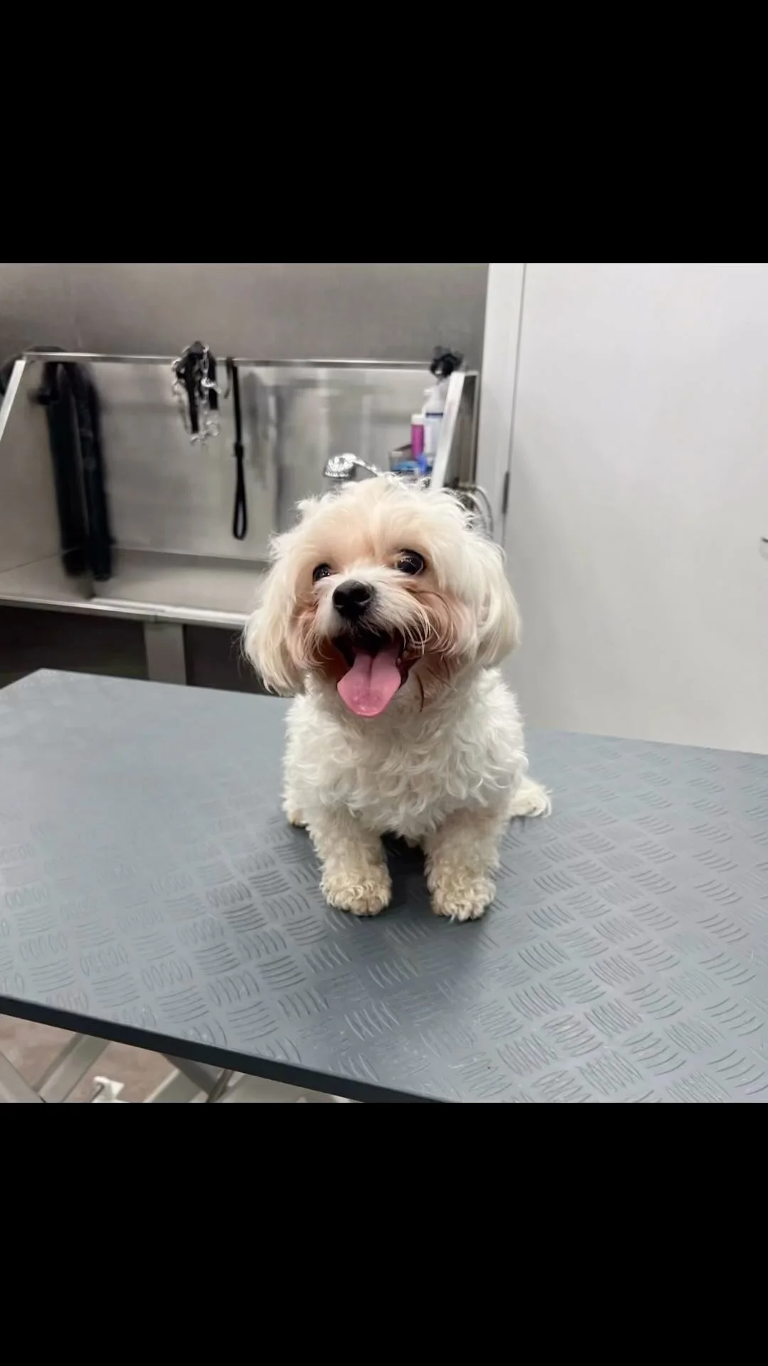 Pet Pavilion - London