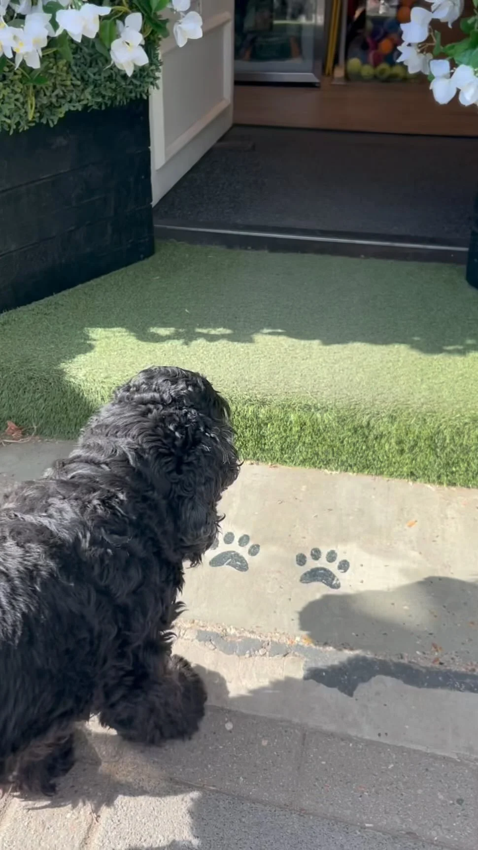 Pet Pavilion - London