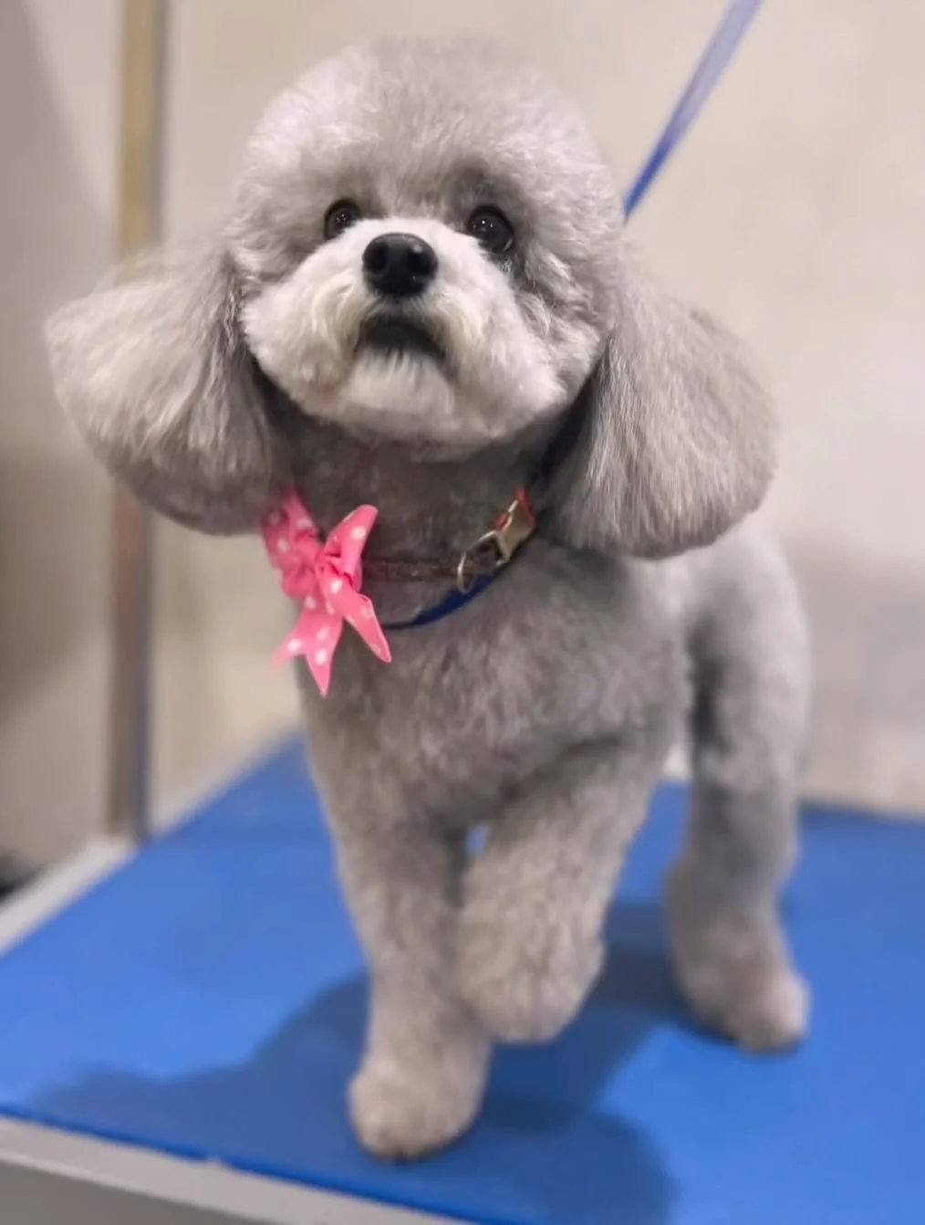 Pet Pavilion - London