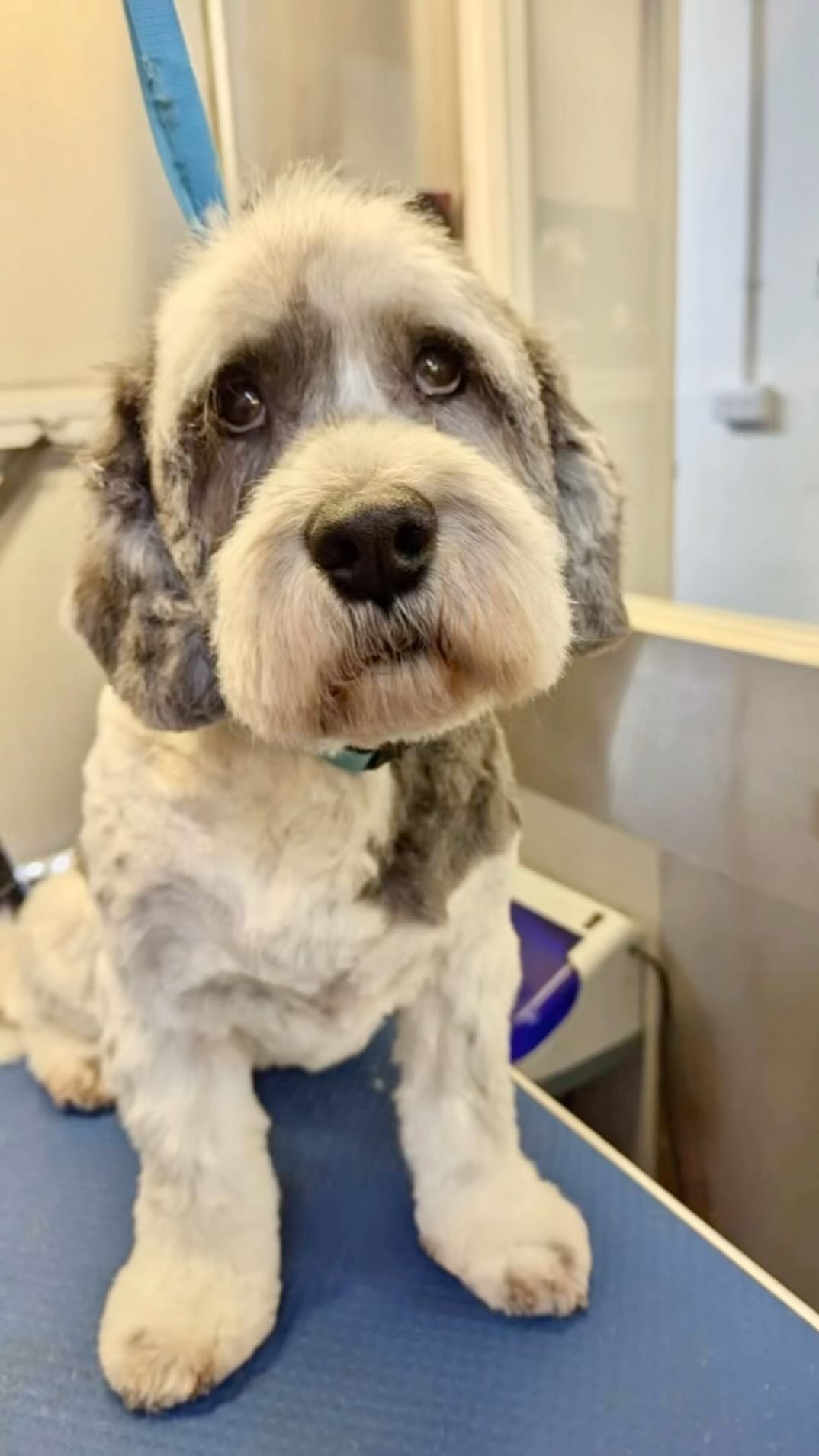 Pet Pavilion - London