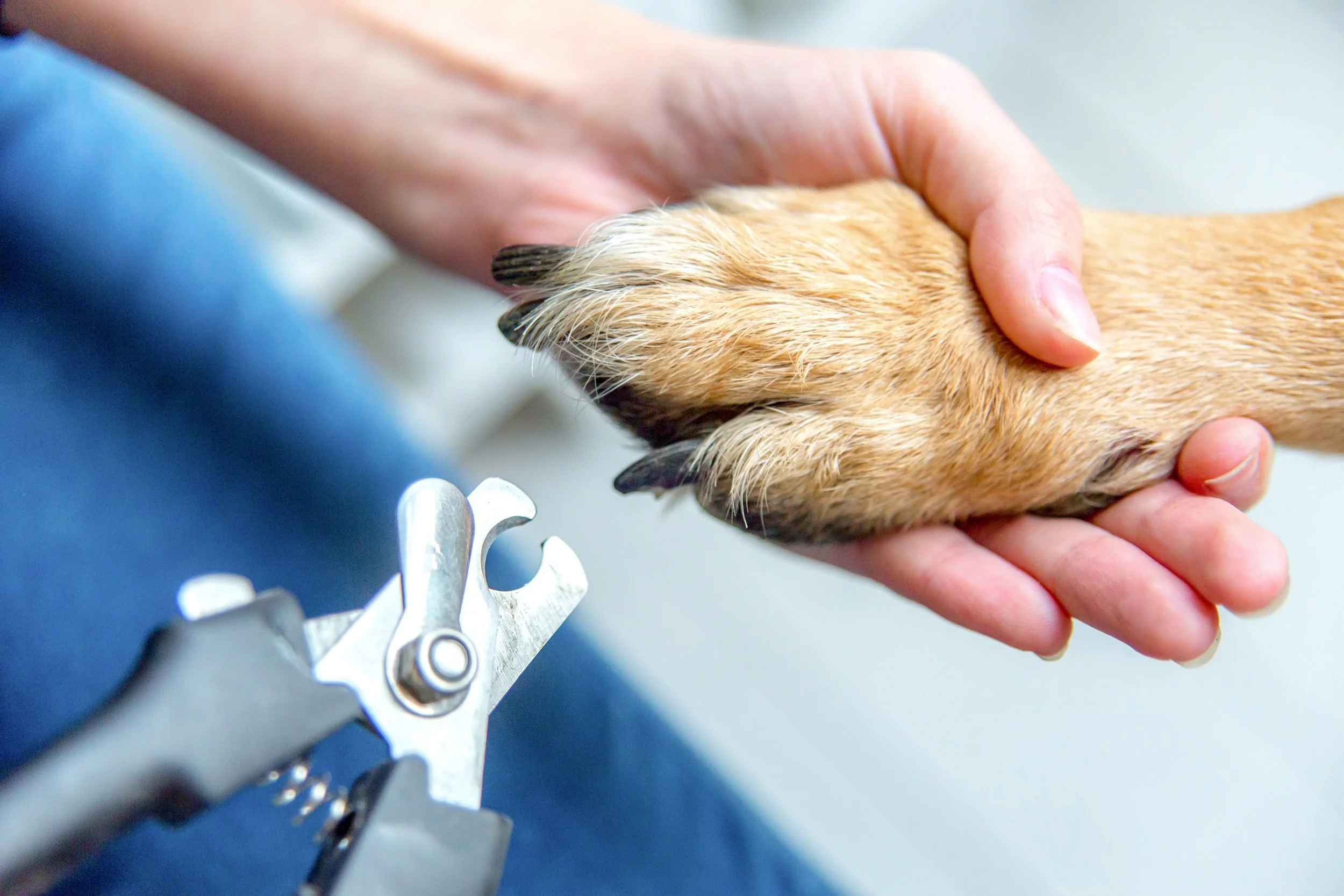 London Dog Grooming — petpavilion