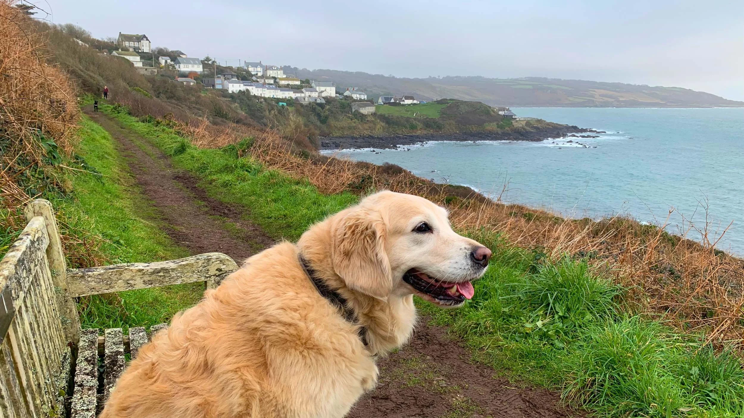 Dog Friendly Breaks Cornwall — Bay Hotel
