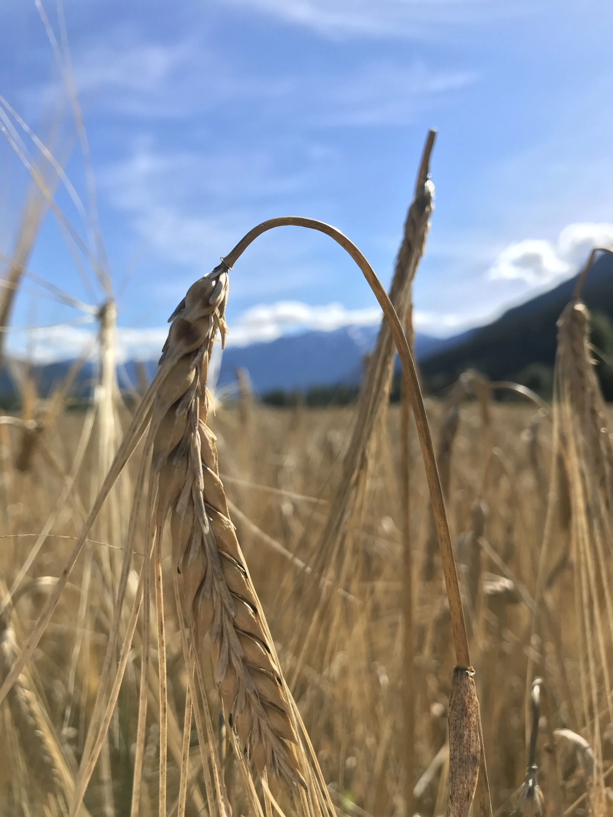 Locally Grown — The Beer Farmers
