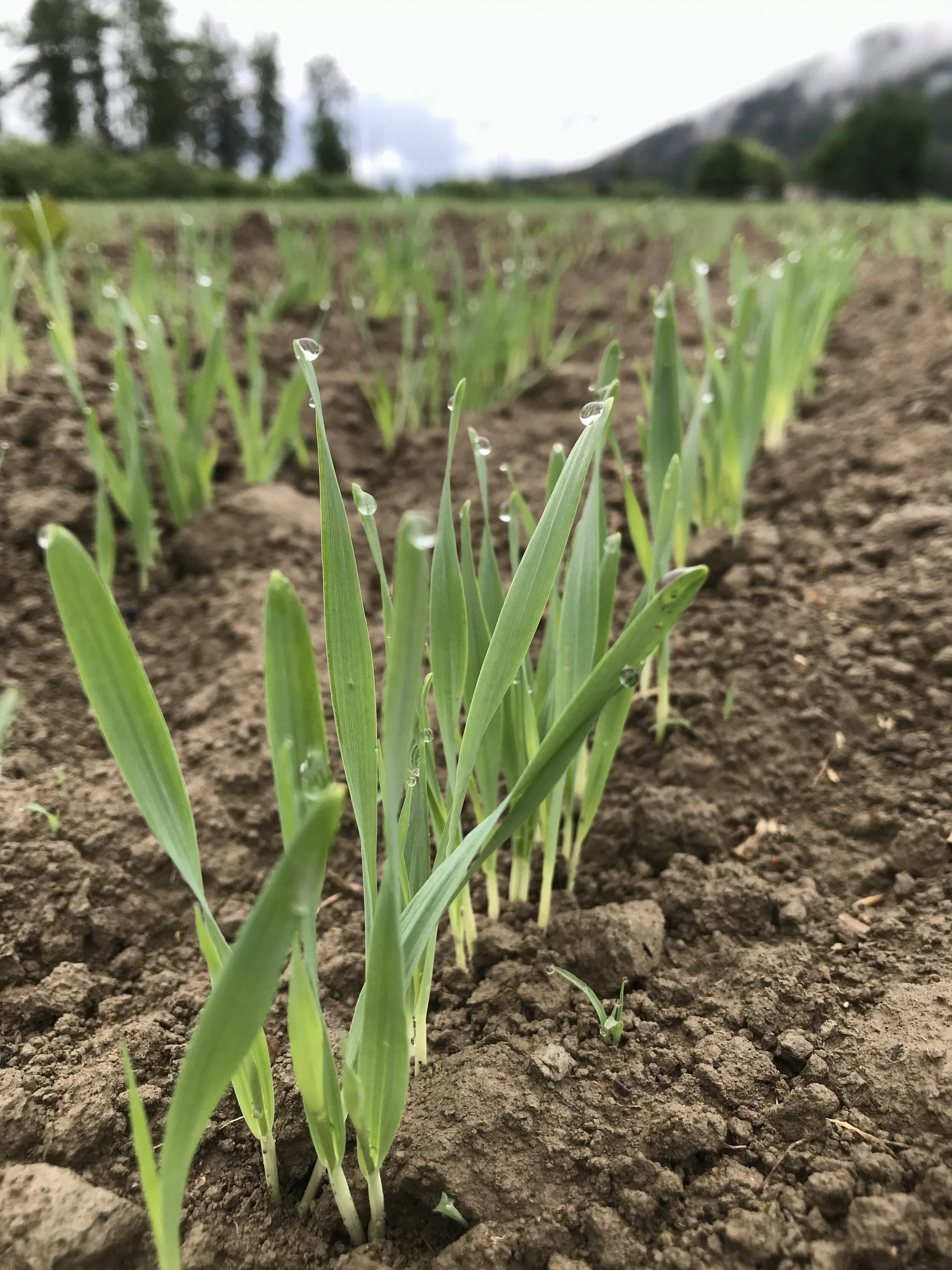 The Beer Farmers | Pemberton Farm Brewery