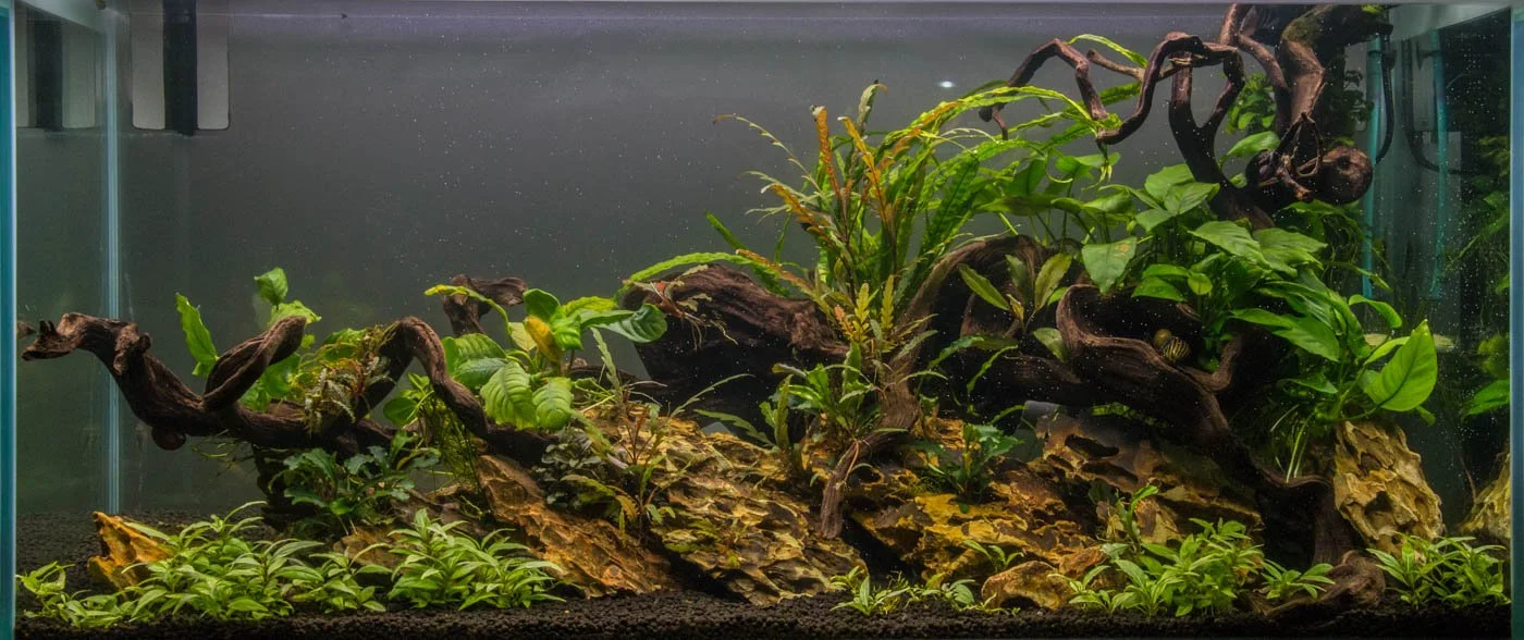 TC29 Hygrophila pinnatifida T/C CUP — Eddie's Aquarium Centre ...