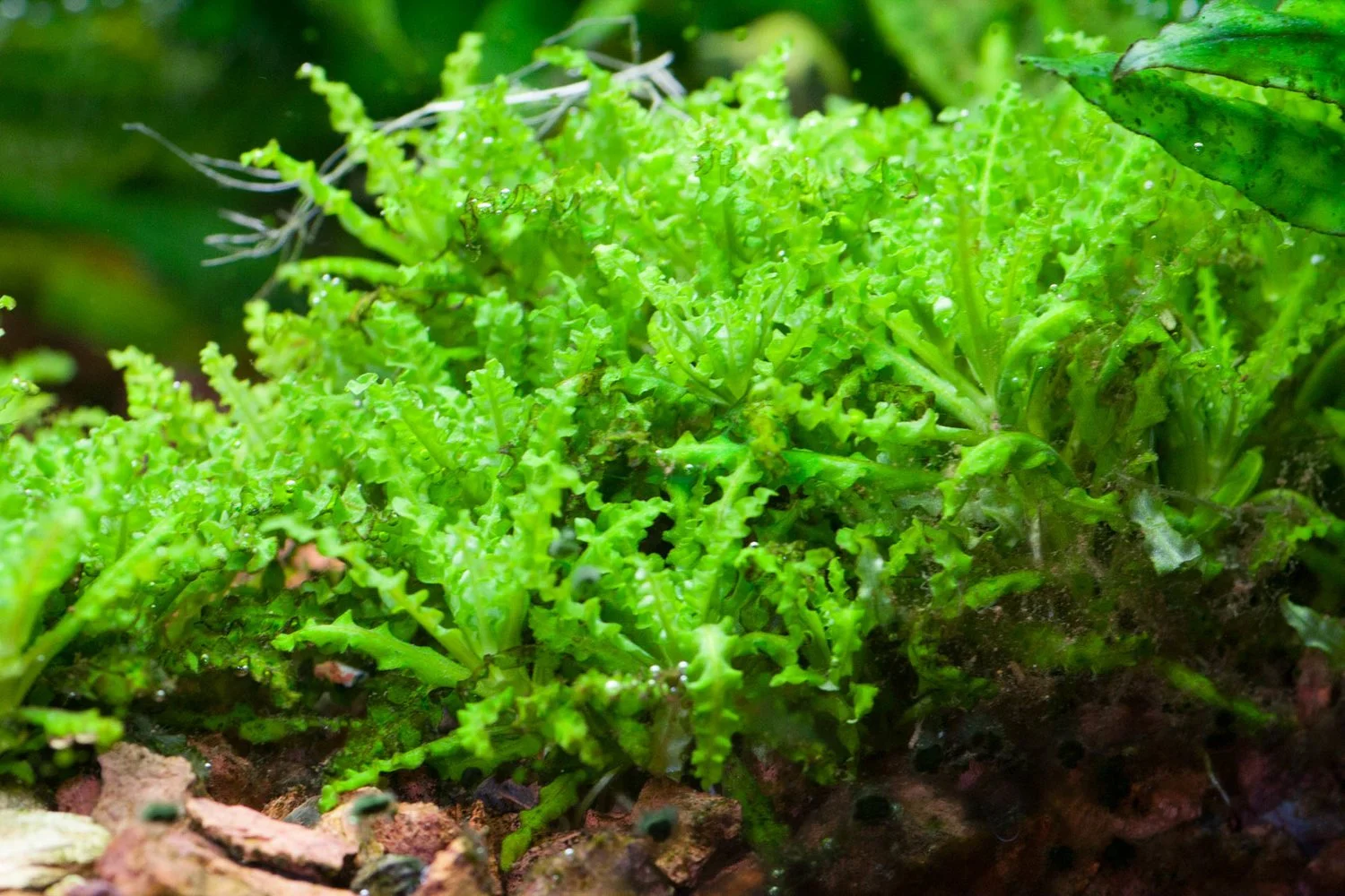 TC40 Pogostemon helferi T/C CUP — Eddie's Aquarium Centre | Aquarium ...