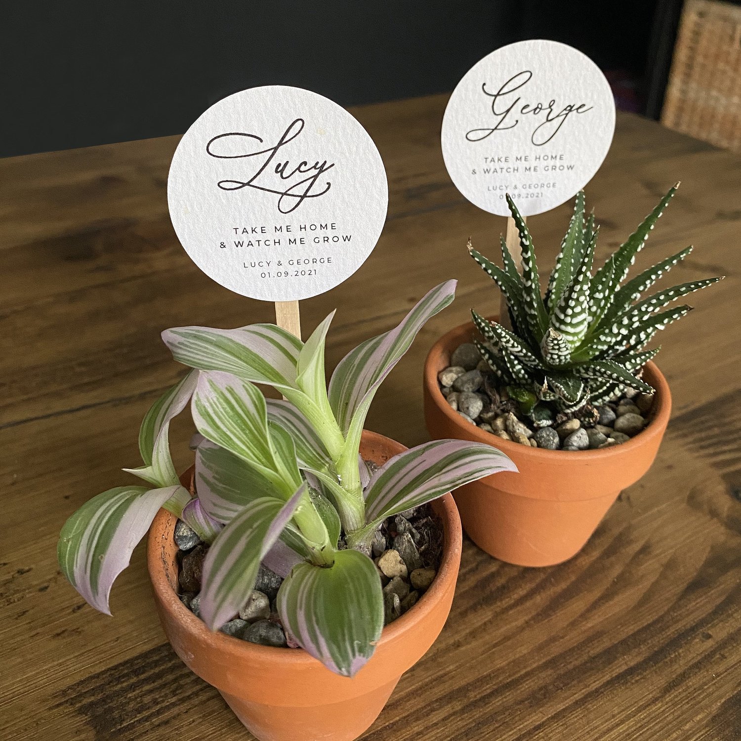 How to: Mini Pot Plant Wedding Favours for Your Guests — Lucy March Studio
