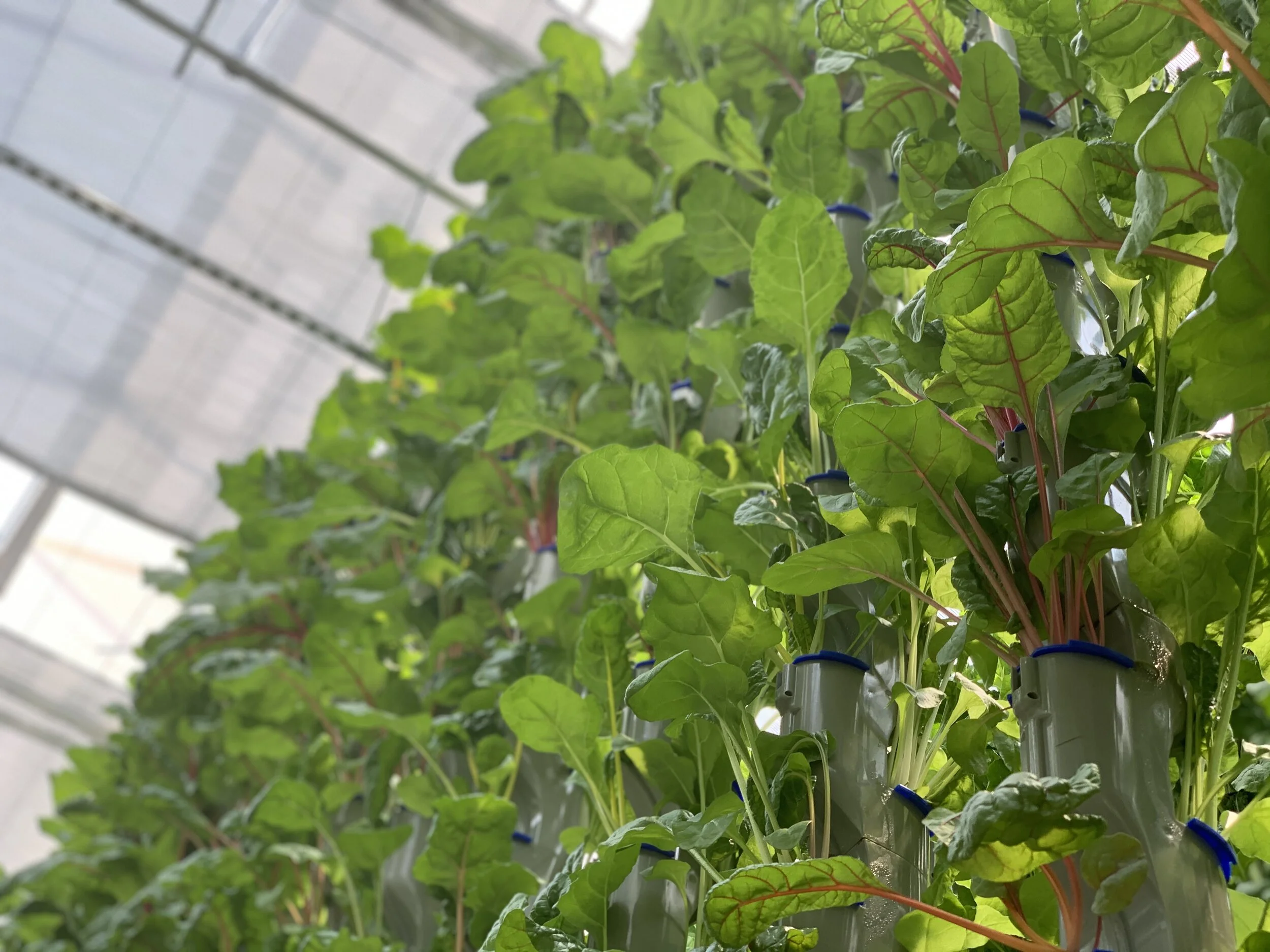 Eden Green Technology | Vertical Hydroponic Greenhouses