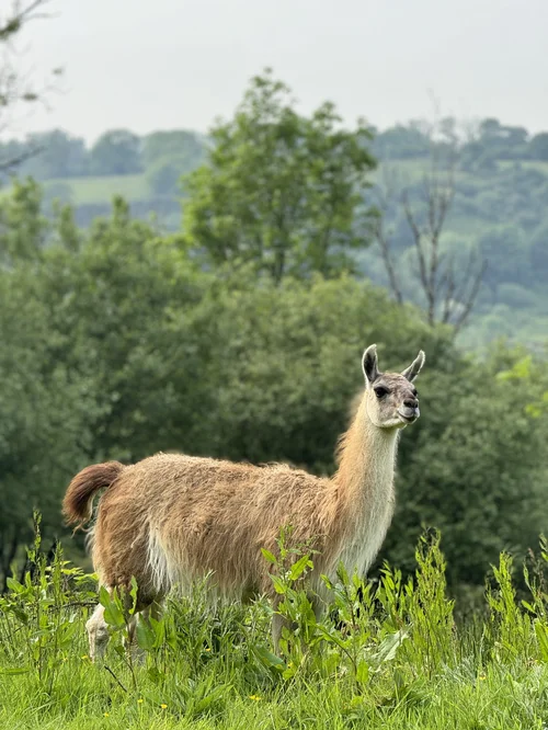 Spitting — The Llama Sanctuary