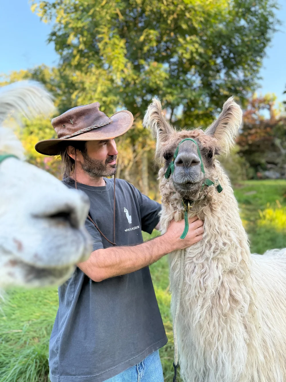 The Llama Sanctuary