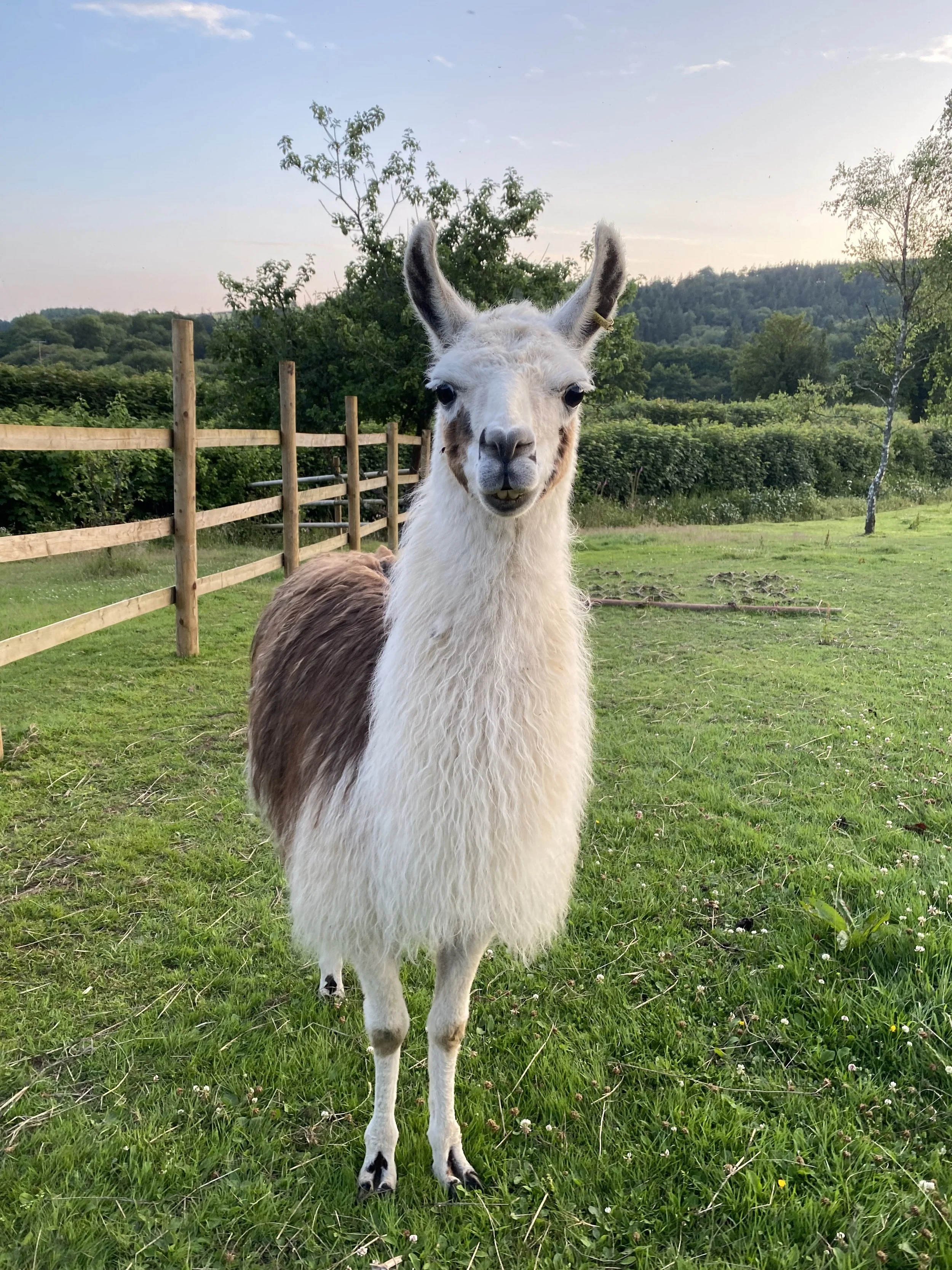 The Llama Sanctuary